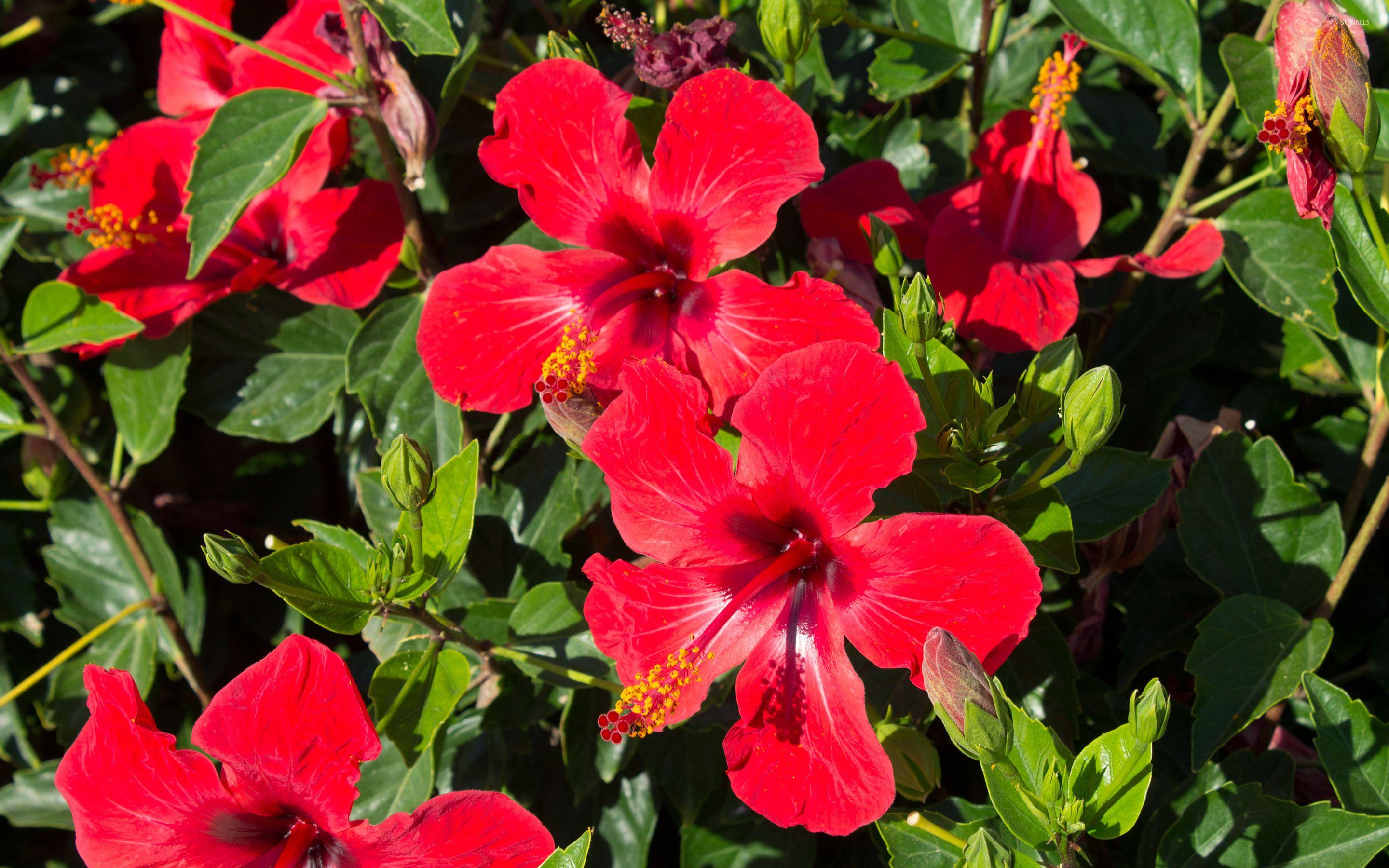 Hibiscus Flower Wallpapers - Top Free Hibiscus Flower Backgrounds ...