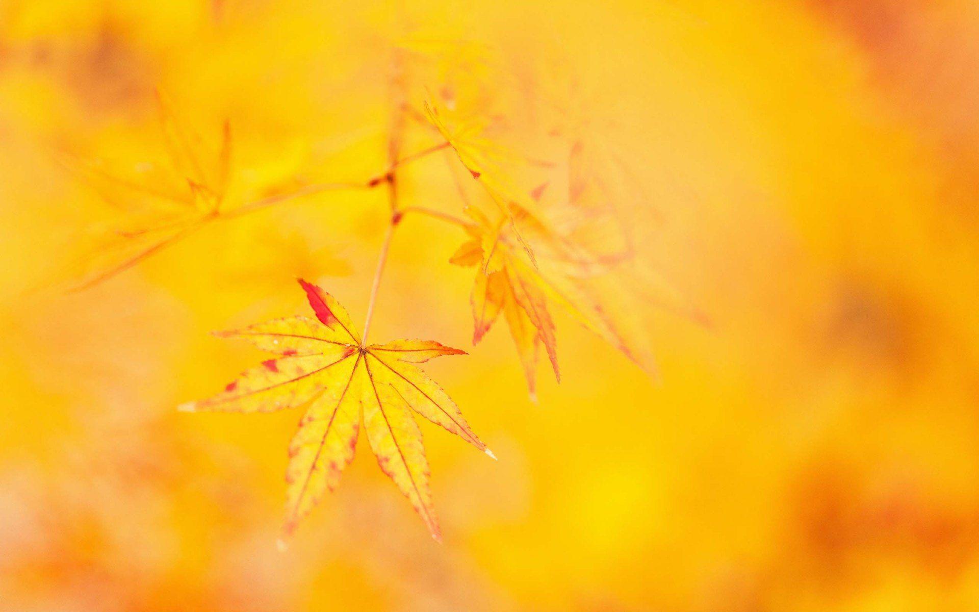 Yellow Nature Wallpapers - Top Free Yellow Nature Backgrounds ...