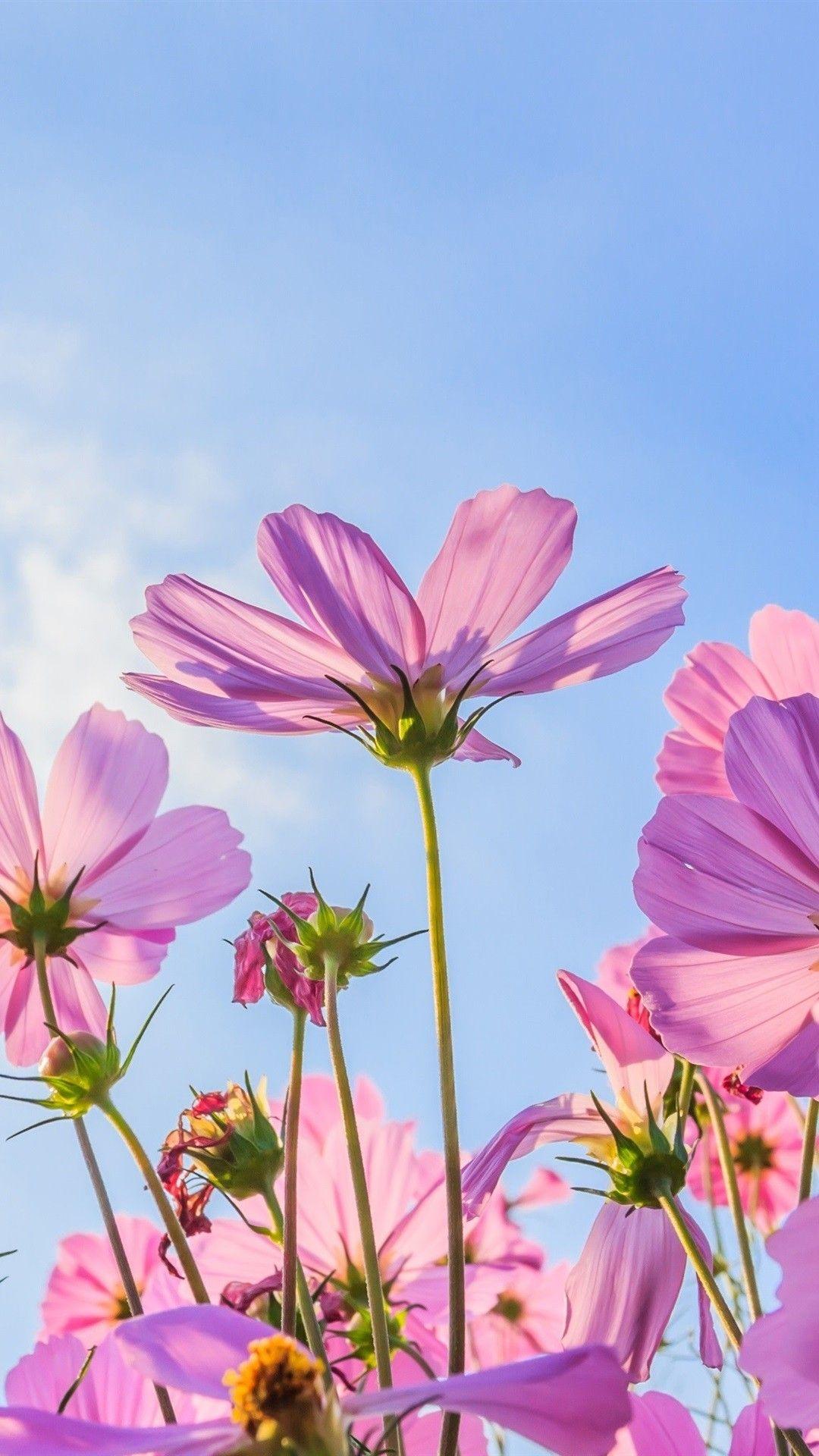 Full HD Flowers Wallpapers - Top Free Full HD Flowers Backgrounds ...