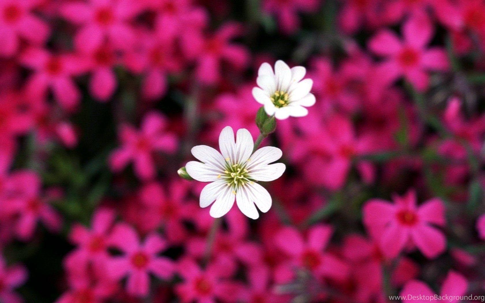 Pink Flower Computer Wallpapers - Top Free Pink Flower Computer ...