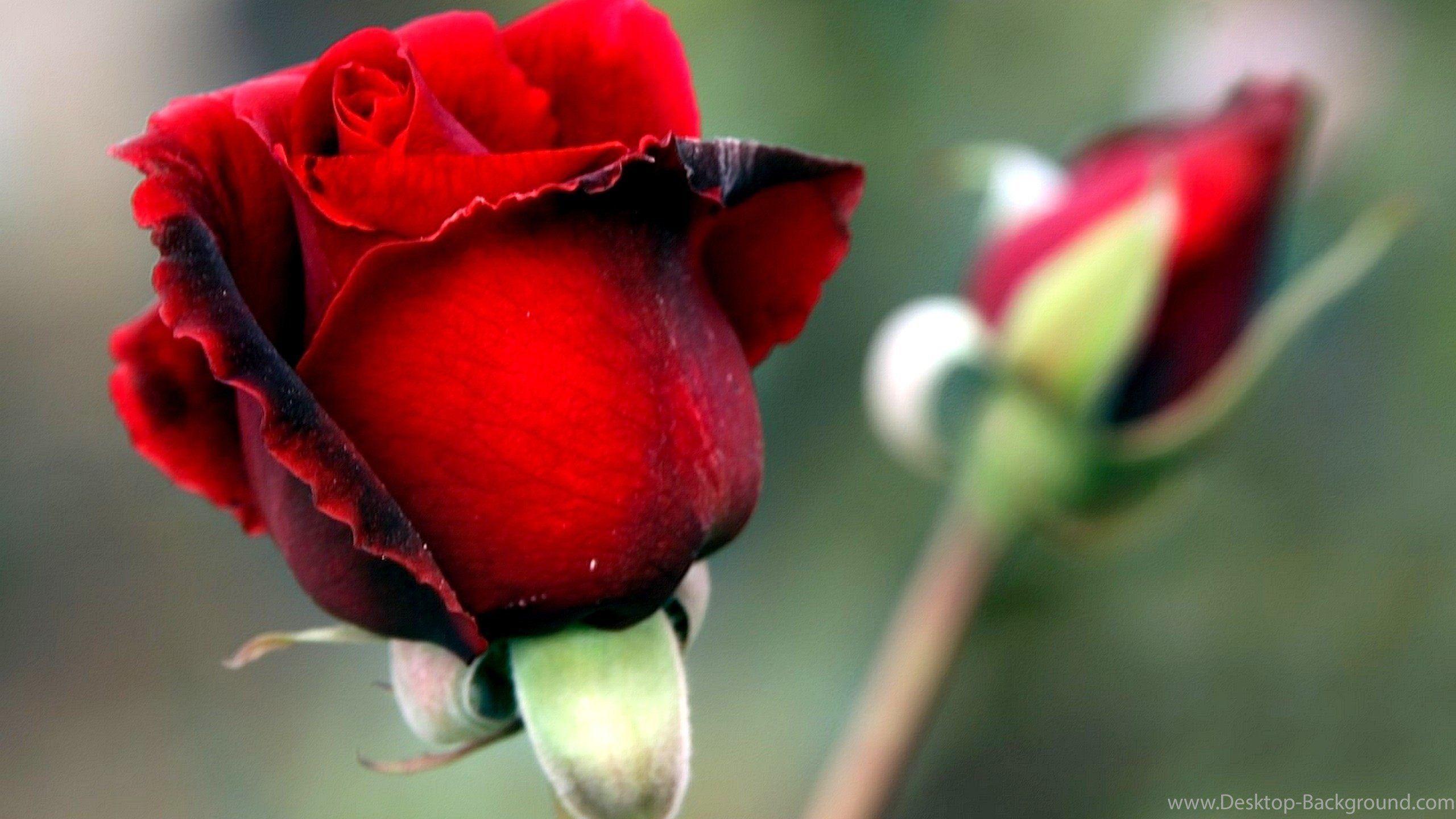 Red Flower Computer Wallpapers - Top Free Red Flower Computer ...