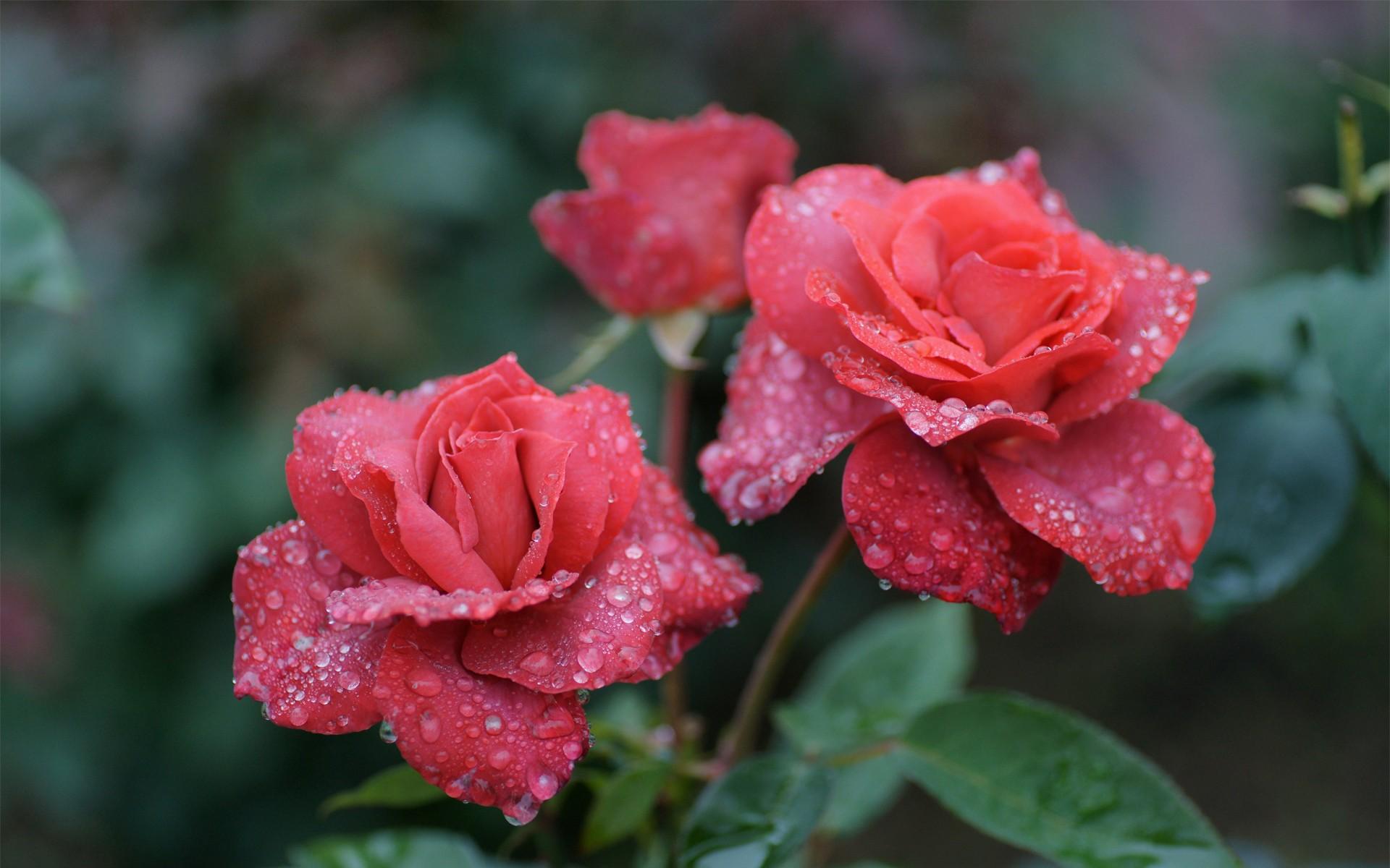 Red Flower Computer Wallpapers - Top Free Red Flower Computer ...