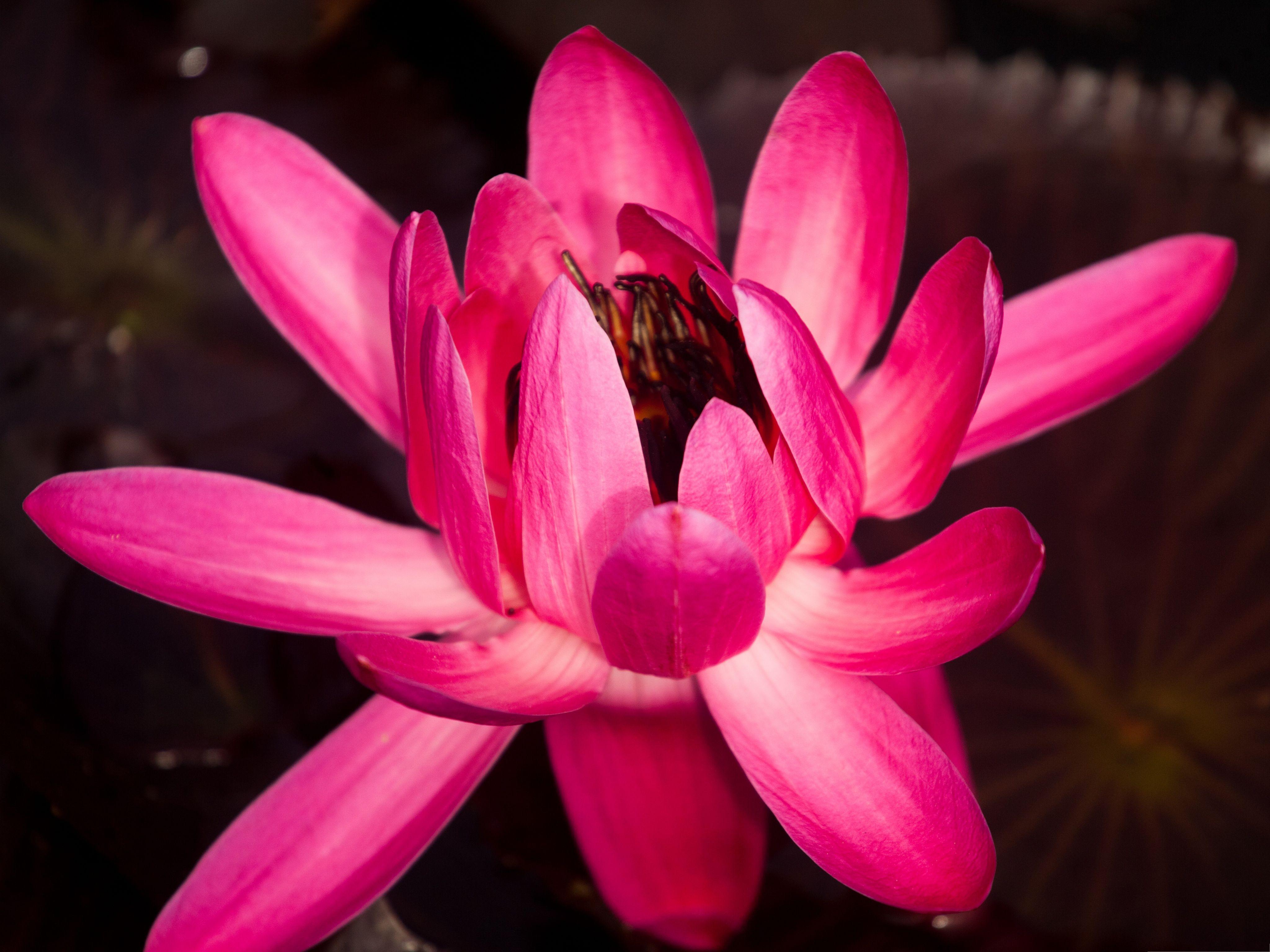Pink Flower Computer Wallpapers - Top Free Pink Flower Computer ...