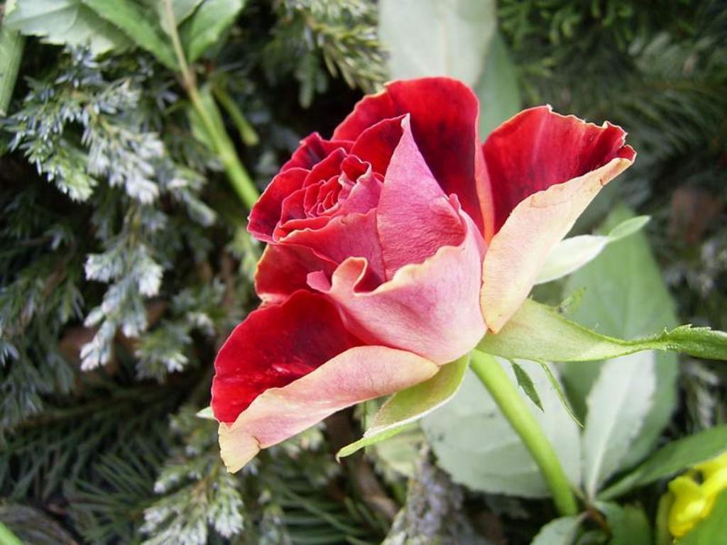 Red Flower Computer Wallpapers - Top Free Red Flower Computer ...