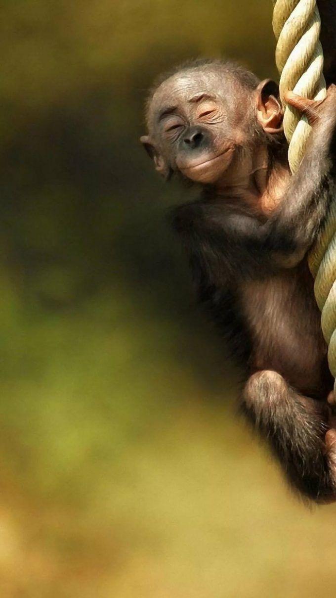 Monkey iPhone Wallpapers - Top Free Monkey iPhone Backgrounds ...