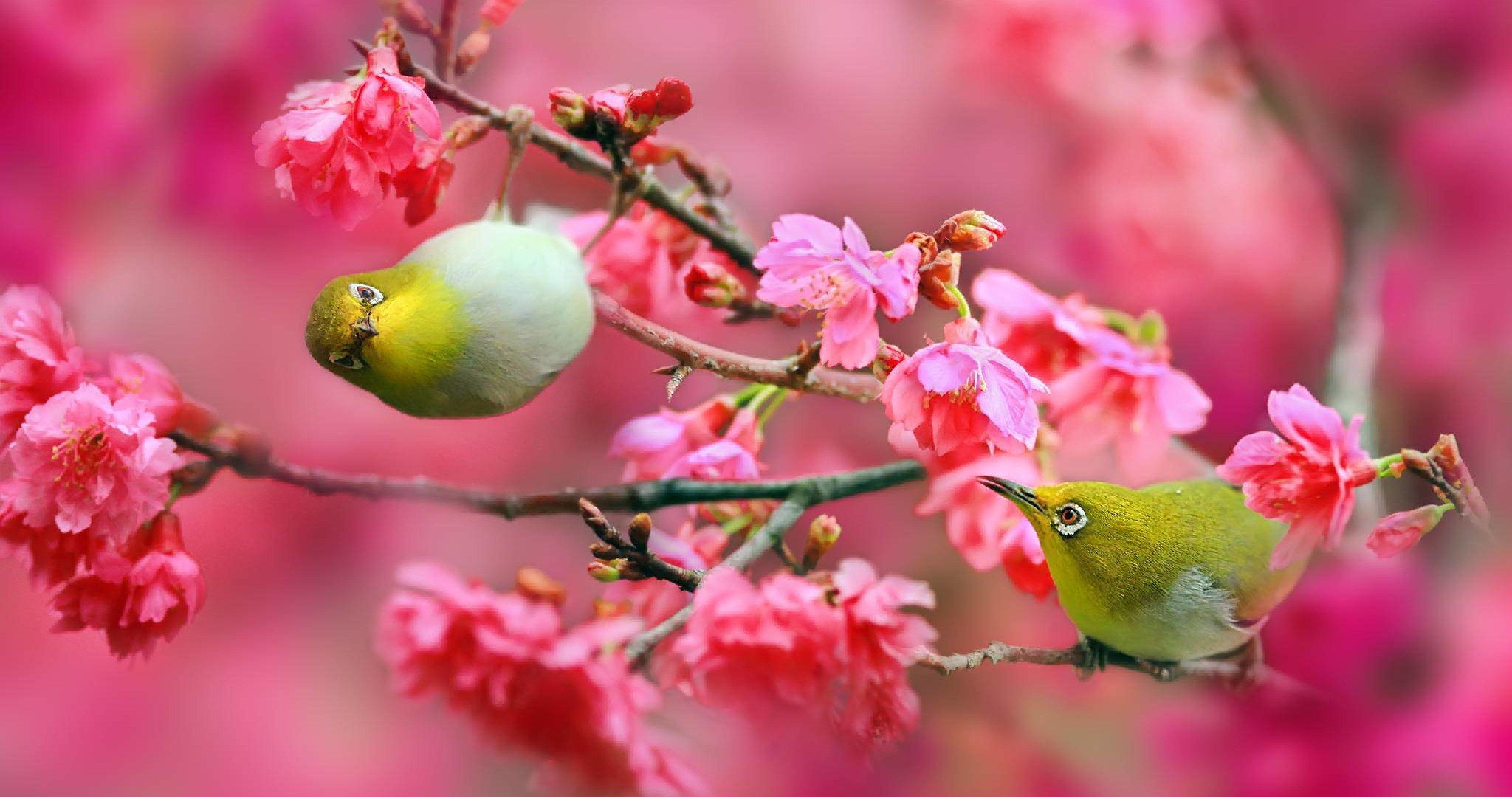 Sakura 4K Ultra HD Wallpapers - Top Free Sakura 4K Ultra HD Backgrounds ...