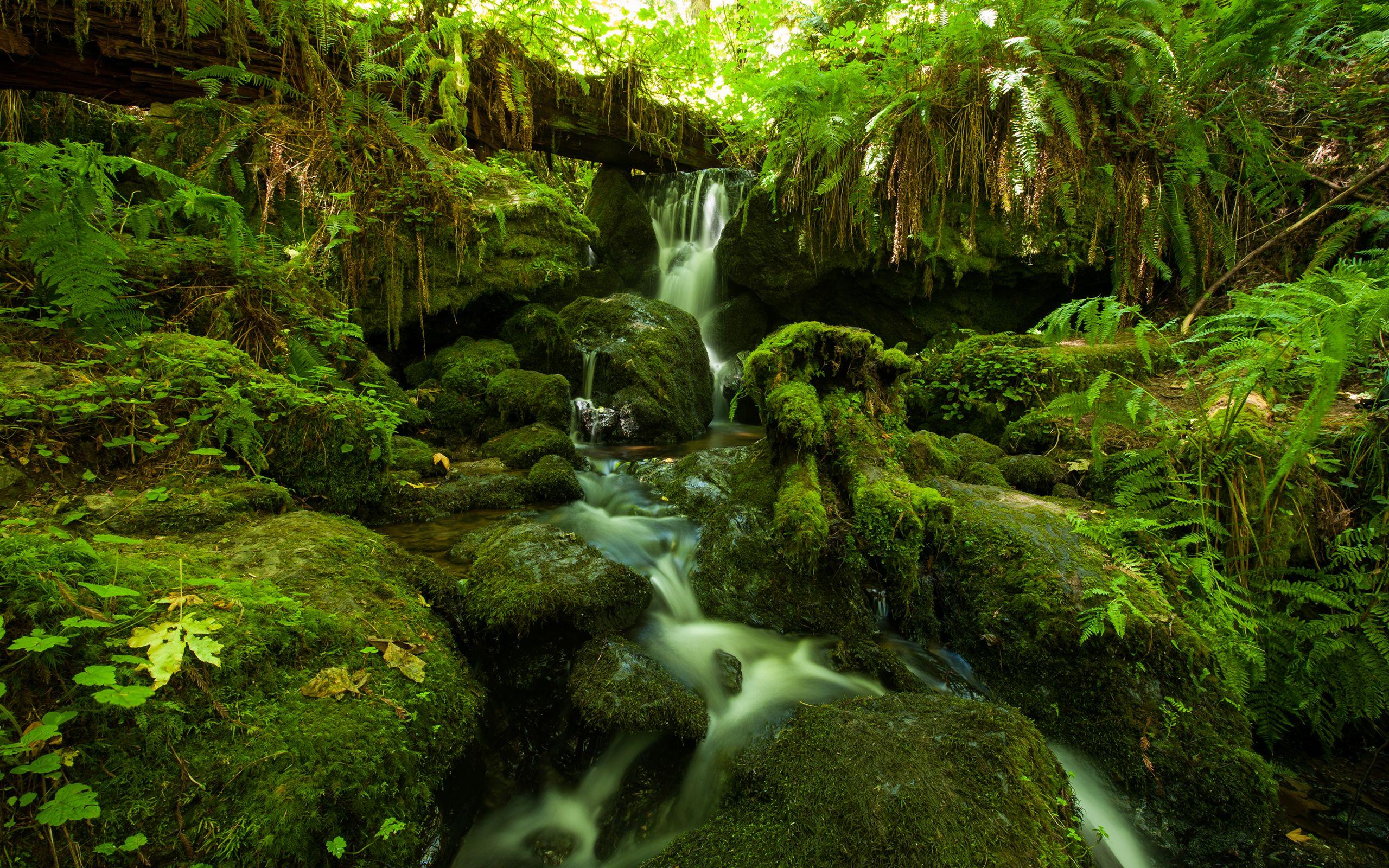 Forest Stream Wallpapers - Top Free Forest Stream Backgrounds ...