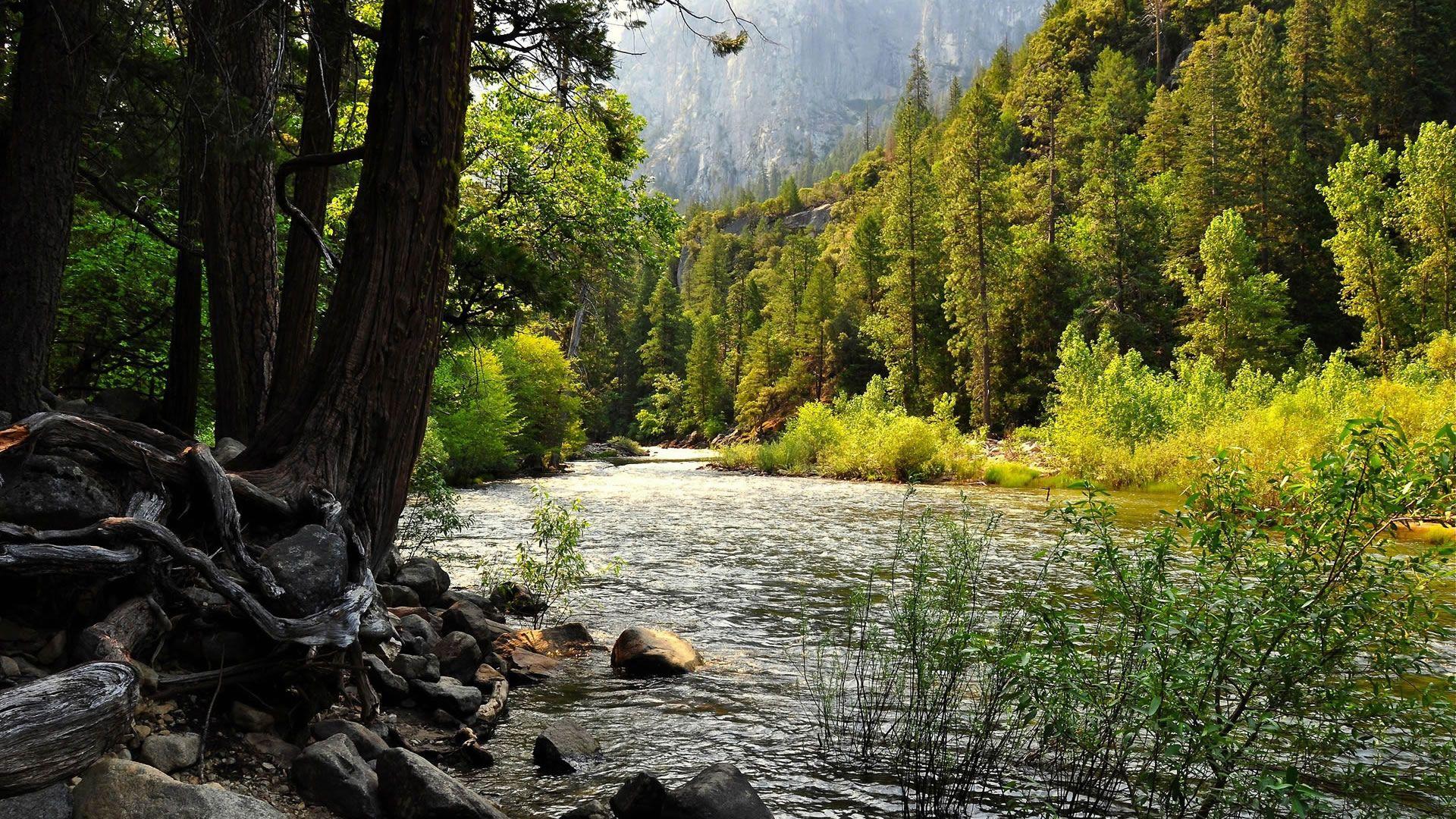 Forest Stream Wallpapers - Top Free Forest Stream Backgrounds ...