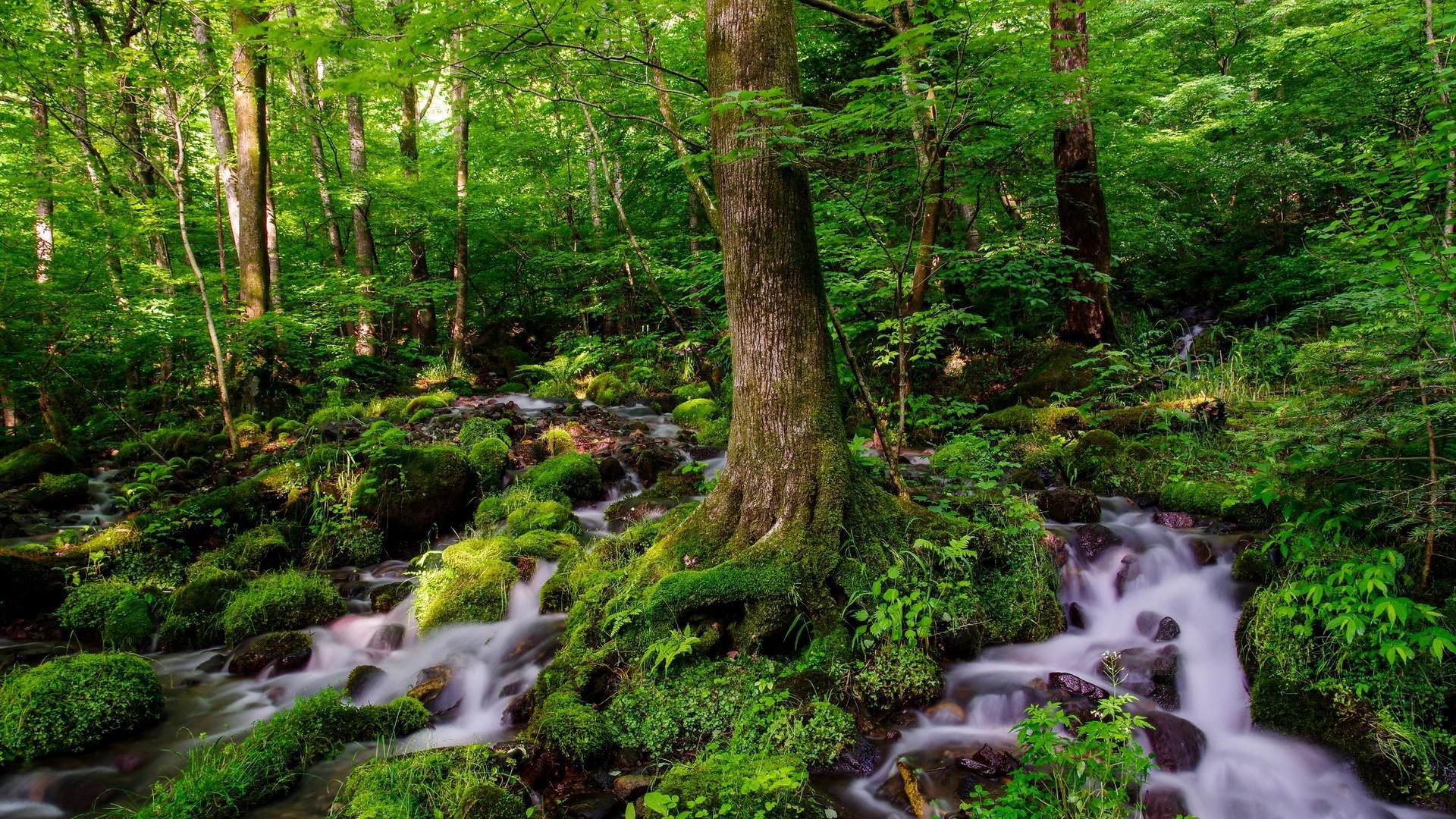 Forest Stream Wallpapers - Top Free Forest Stream Backgrounds ...