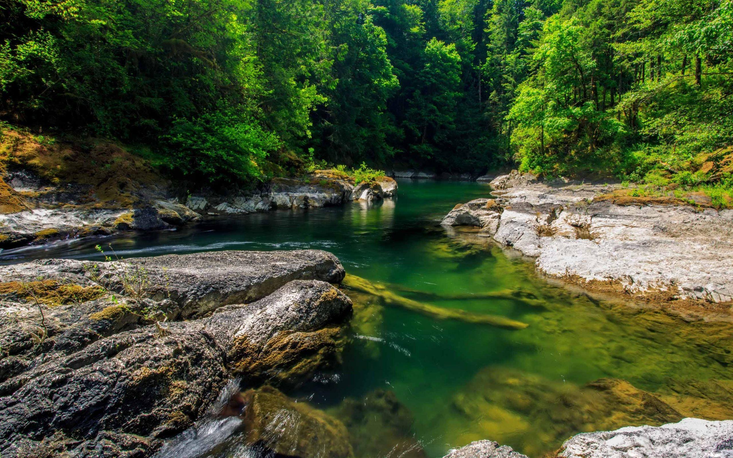 Forest Stream Wallpapers - Top Free Forest Stream Backgrounds ...