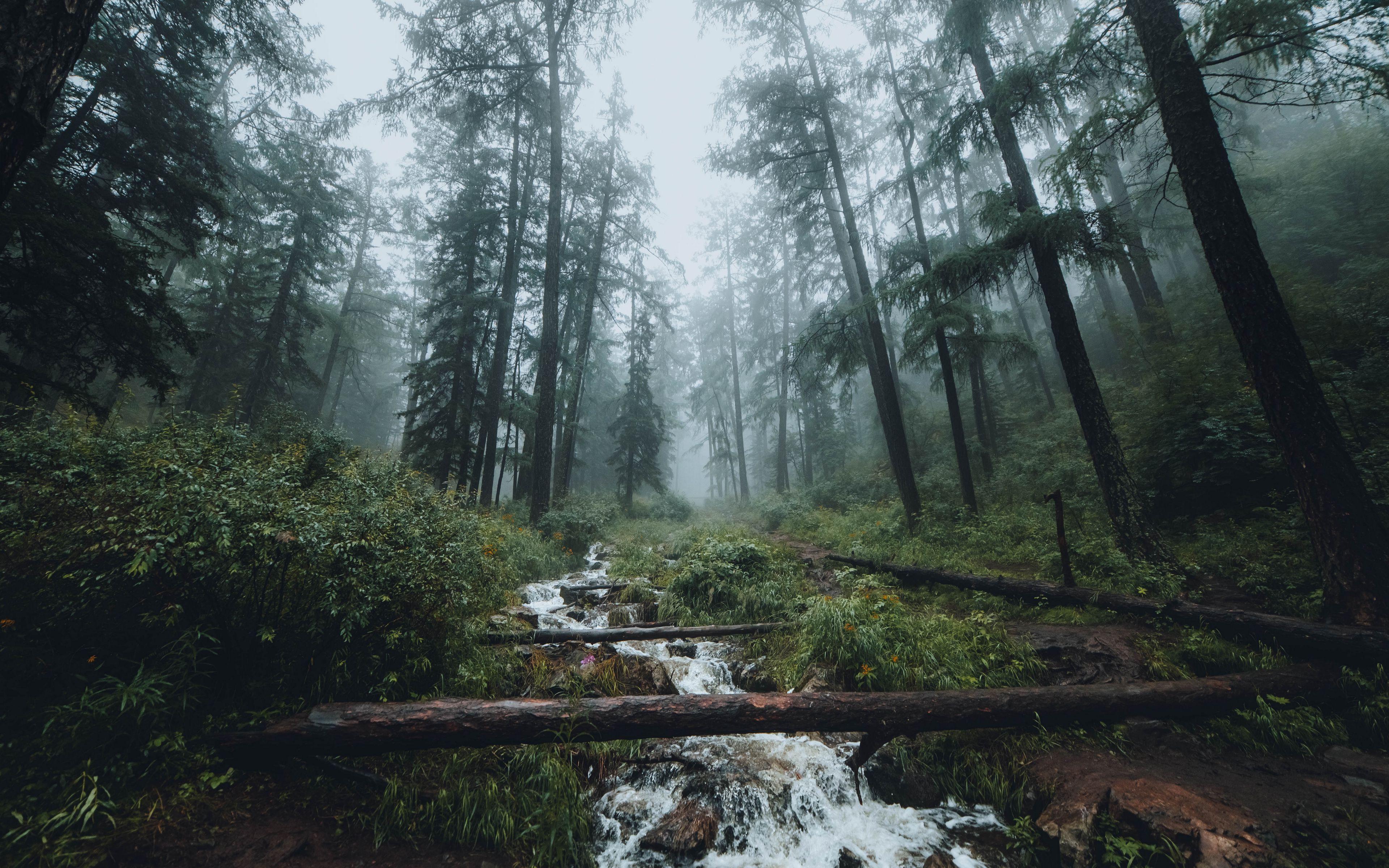 Forest Stream Wallpapers - Top Free Forest Stream Backgrounds ...