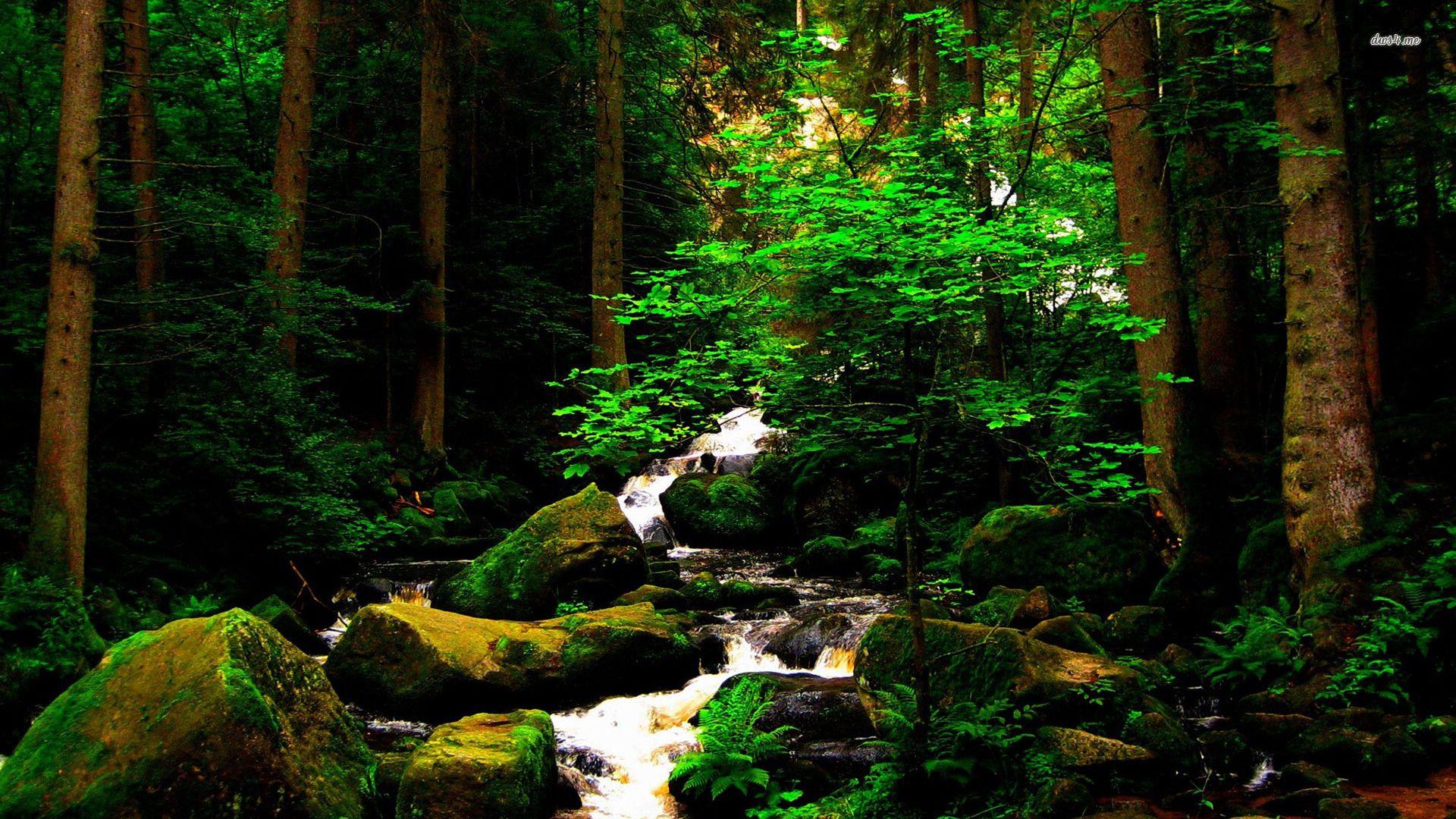 Forest Stream Wallpapers - Top Free Forest Stream Backgrounds ...