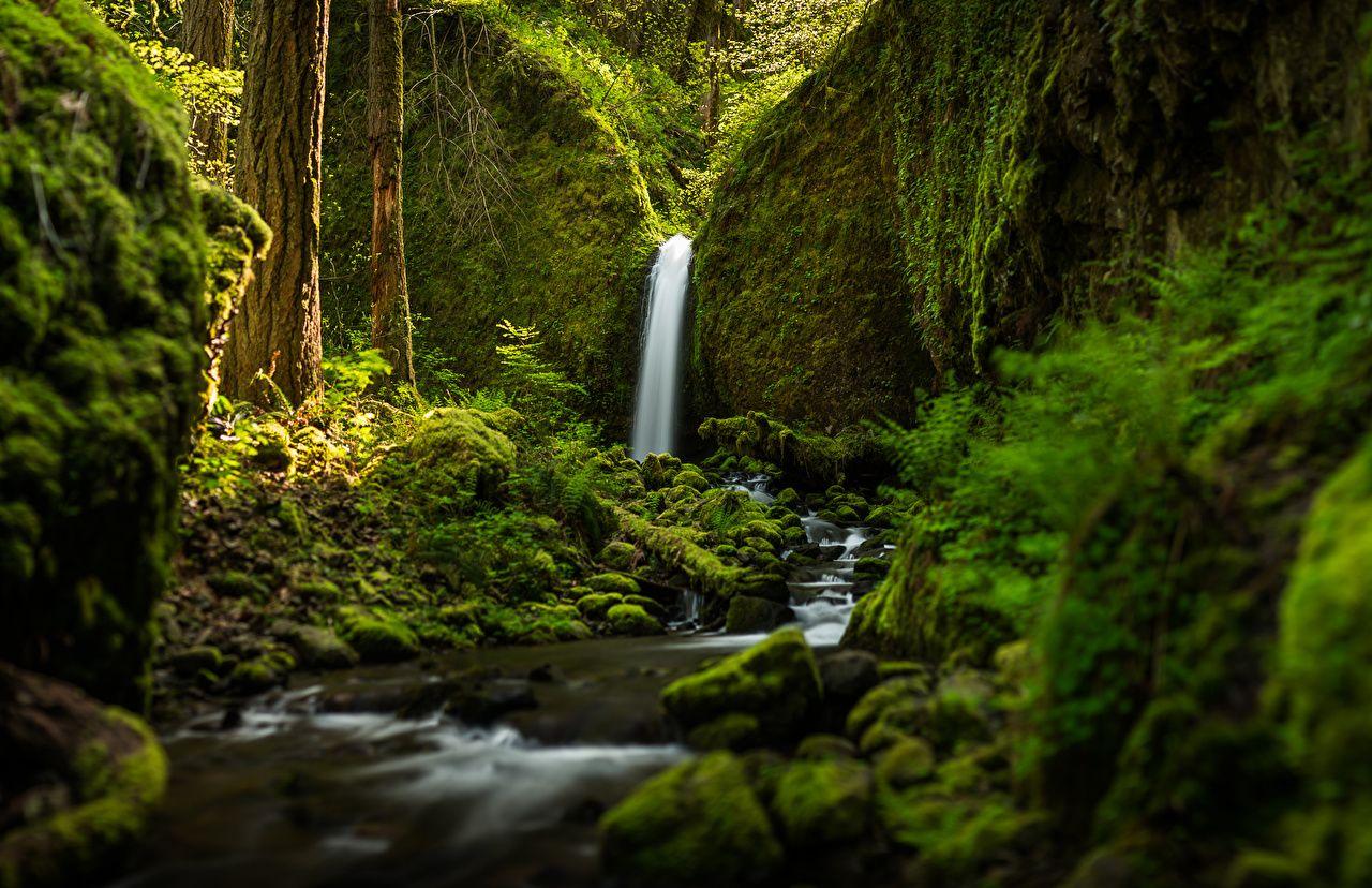 Forest Stream Wallpapers - Top Free Forest Stream Backgrounds ...