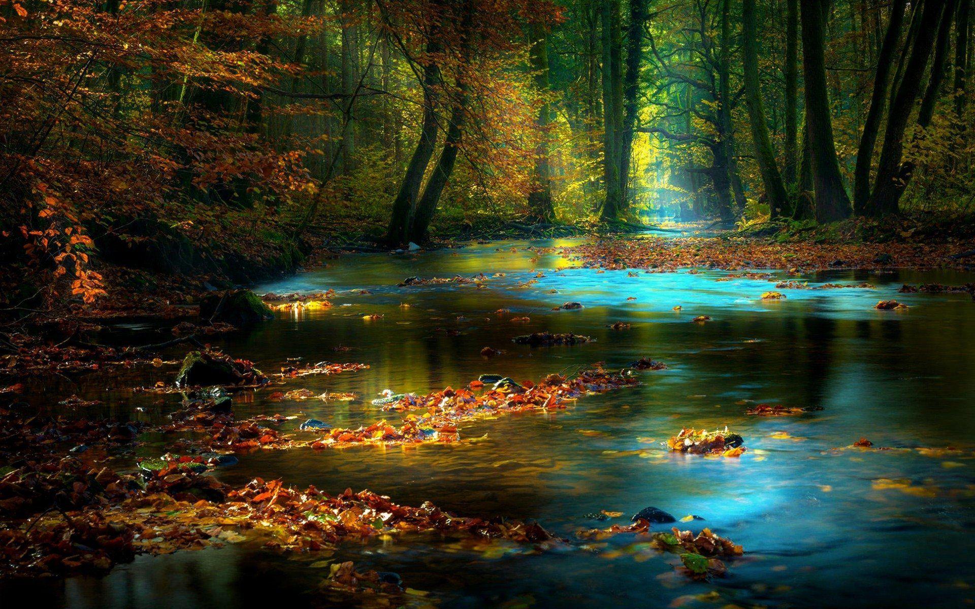 Forest Stream Wallpapers - Top Free Forest Stream Backgrounds ...