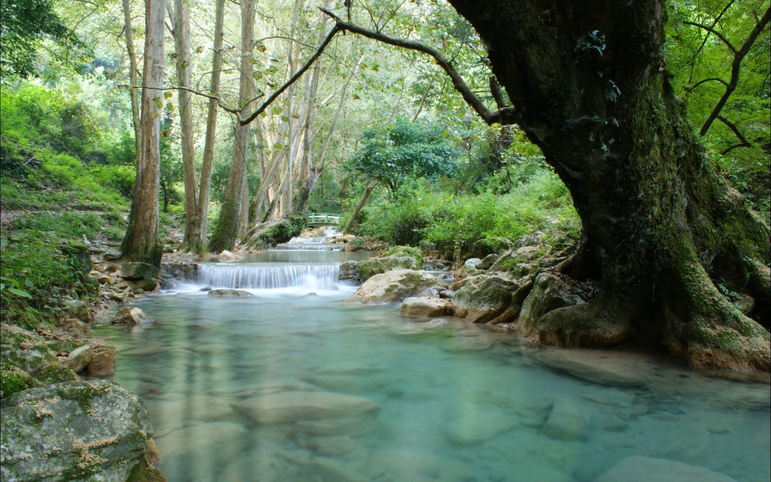 Forest Stream Wallpapers - Top Free Forest Stream Backgrounds ...