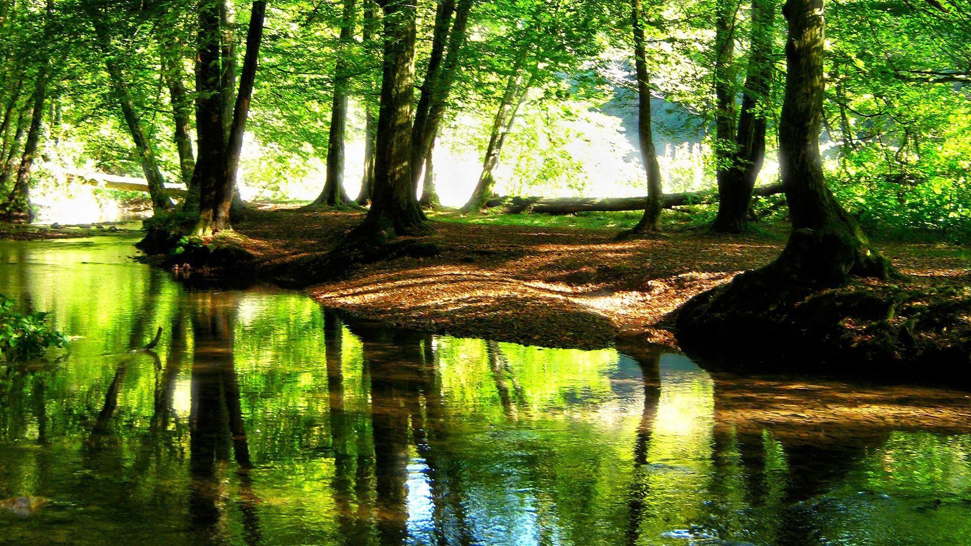 Forest Stream Wallpapers - Top Free Forest Stream Backgrounds ...