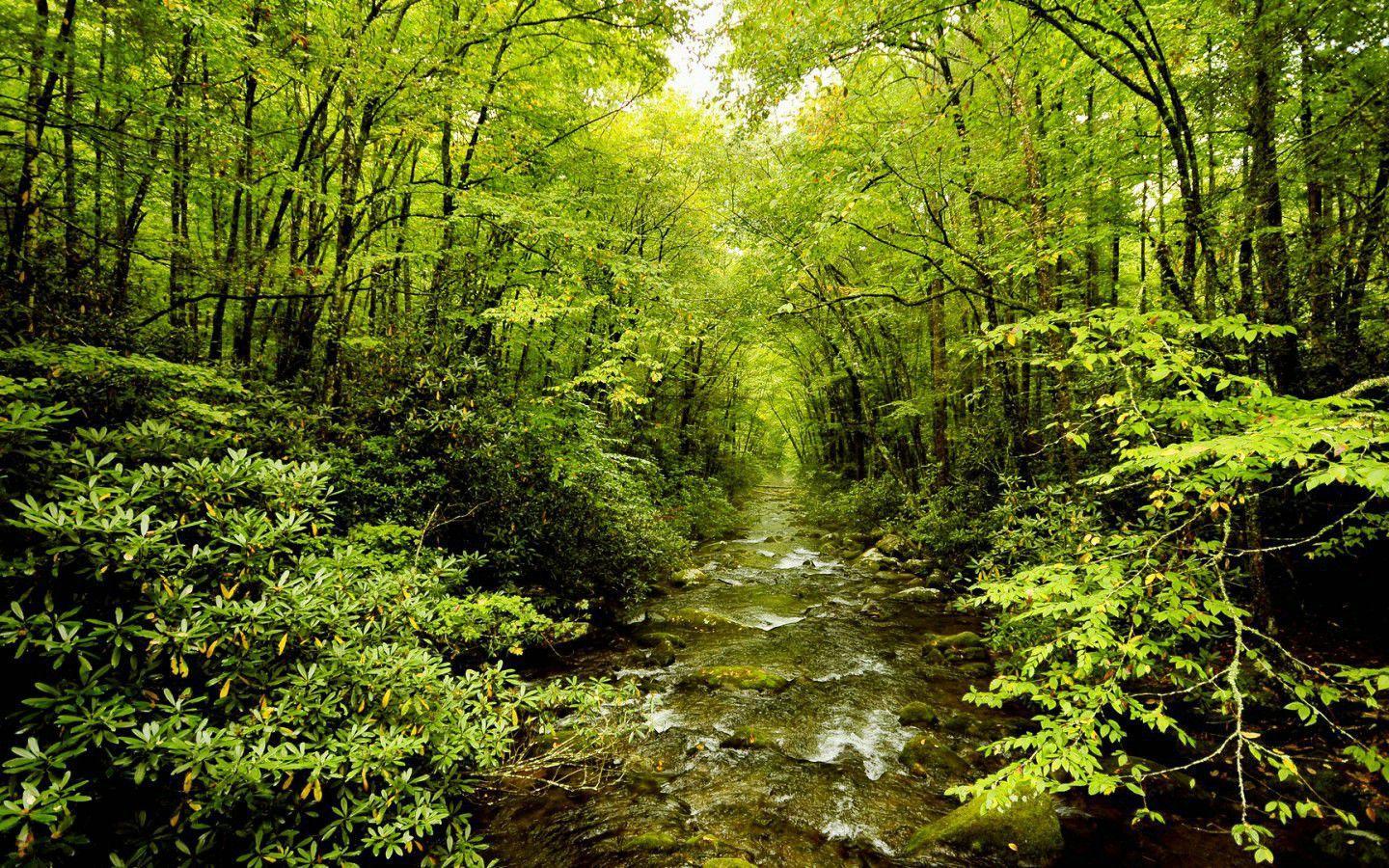 Forest Stream Wallpapers - Top Free Forest Stream Backgrounds ...