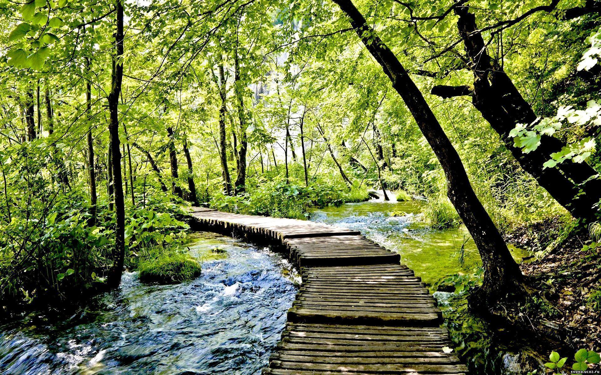 Forest Stream Wallpapers - Top Free Forest Stream Backgrounds ...