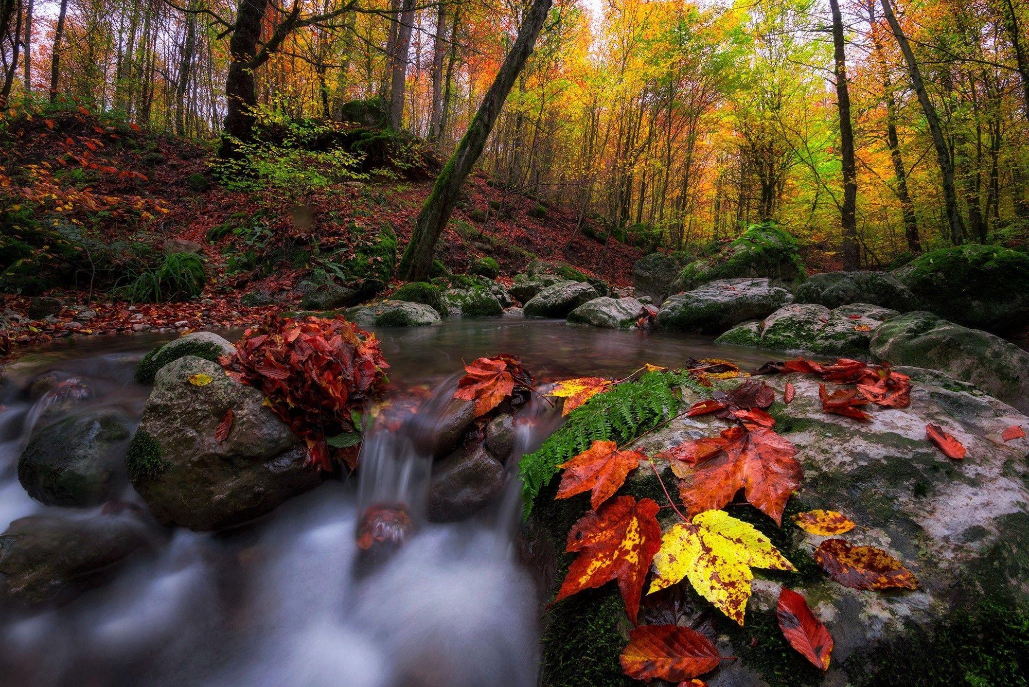 Forest Stream Wallpapers - Top Free Forest Stream Backgrounds ...
