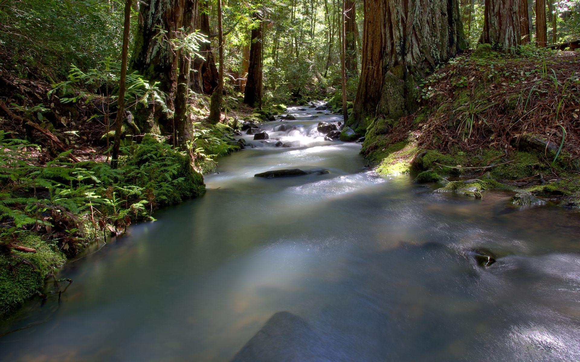Forest Stream Wallpapers - Top Free Forest Stream Backgrounds ...