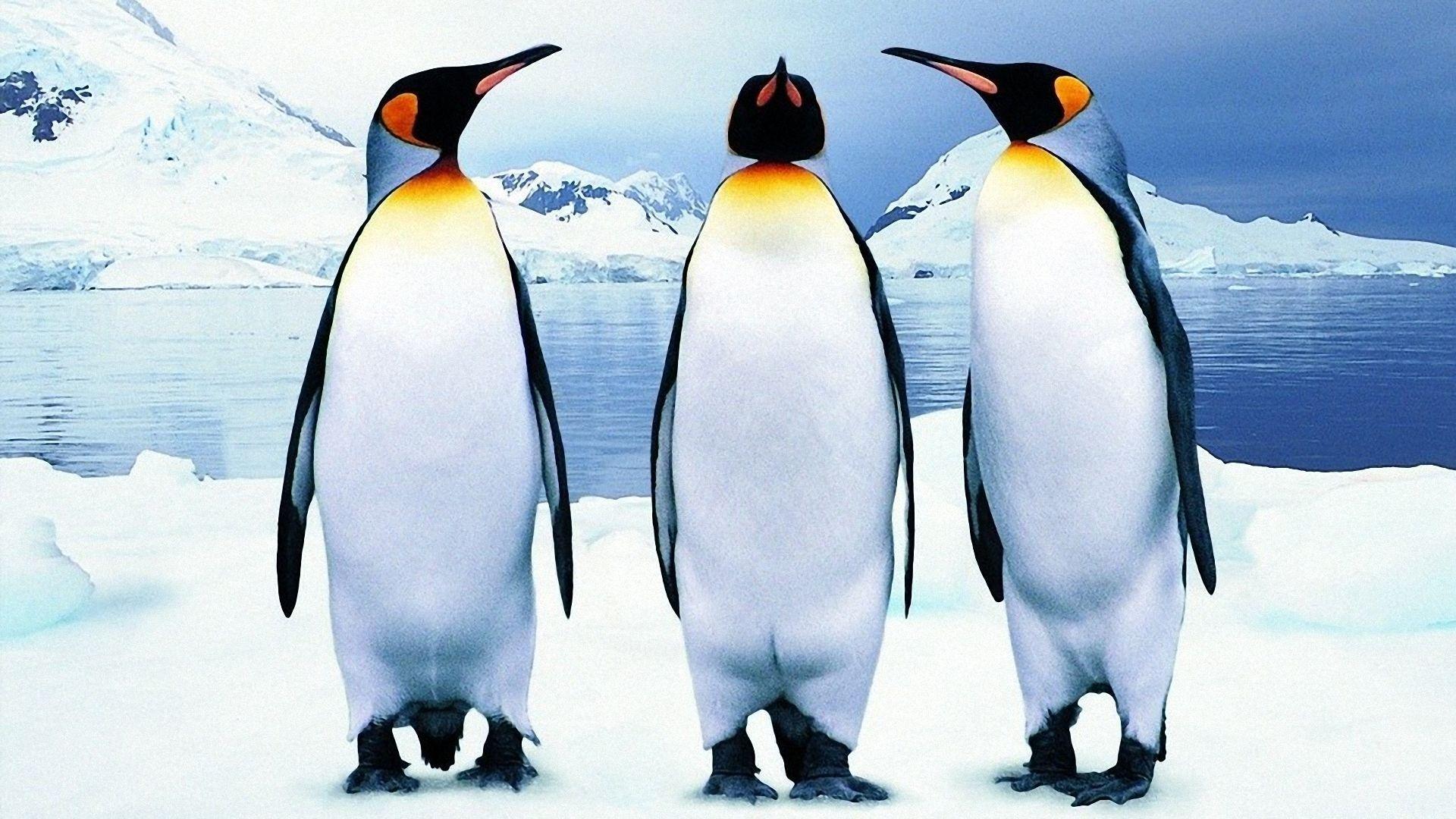 Penguin Desktop Wallpapers - Top Free Penguin Desktop Backgrounds ...
