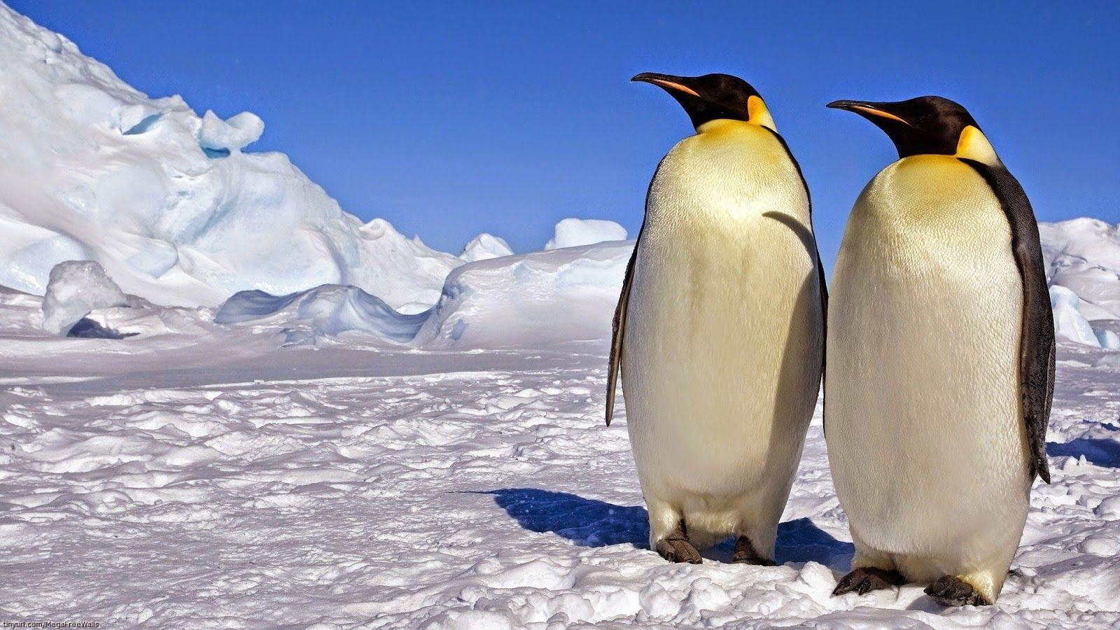 Penguin Desktop Wallpapers - Top Free Penguin Desktop Backgrounds ...