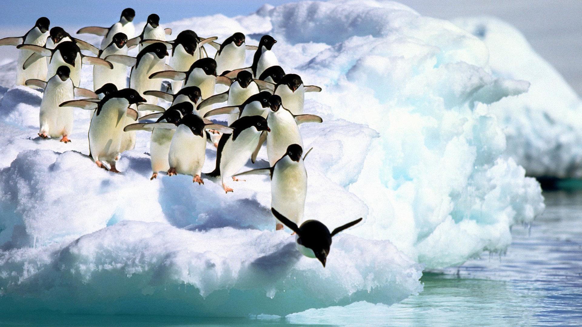 Penguin Desktop Wallpapers - Top Free Penguin Desktop Backgrounds ...