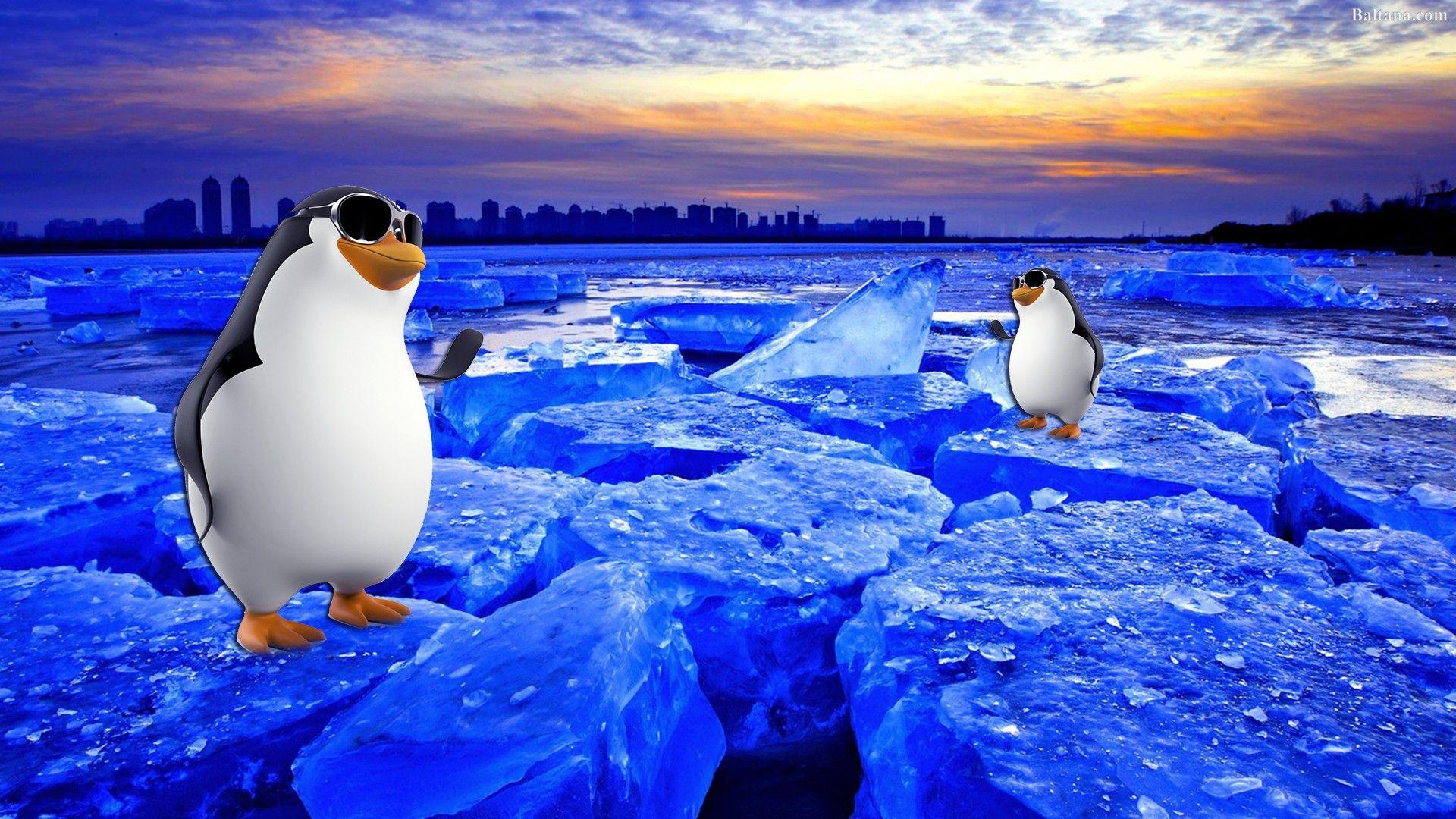 Penguin Desktop Wallpapers - Top Free Penguin Desktop Backgrounds ...