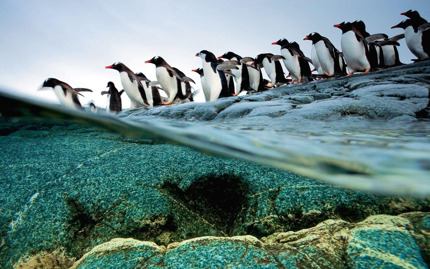 Penguin Desktop Wallpapers - Top Free Penguin Desktop Backgrounds ...
