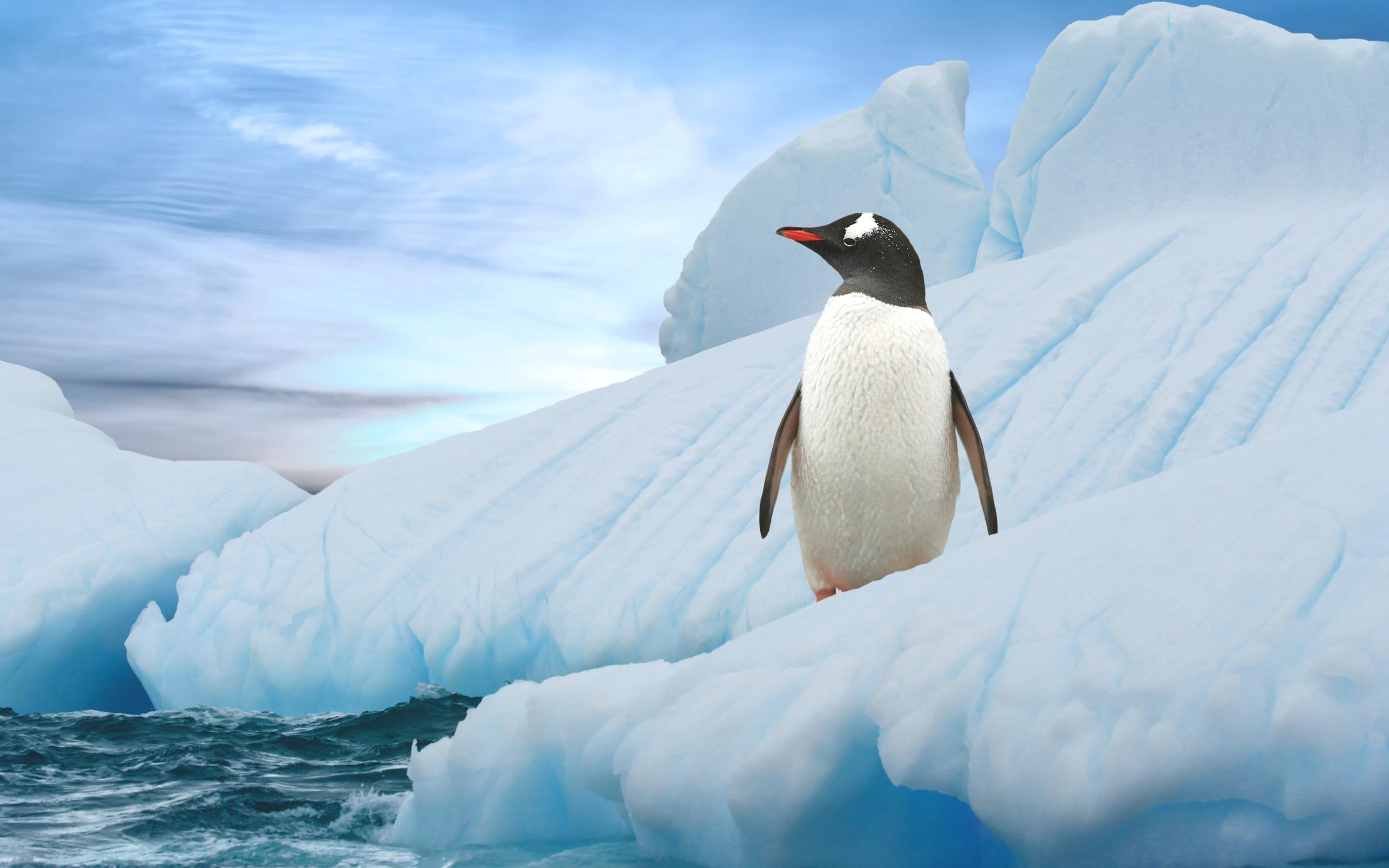 Penguin Desktop Wallpapers - Top Free Penguin Desktop Backgrounds ...