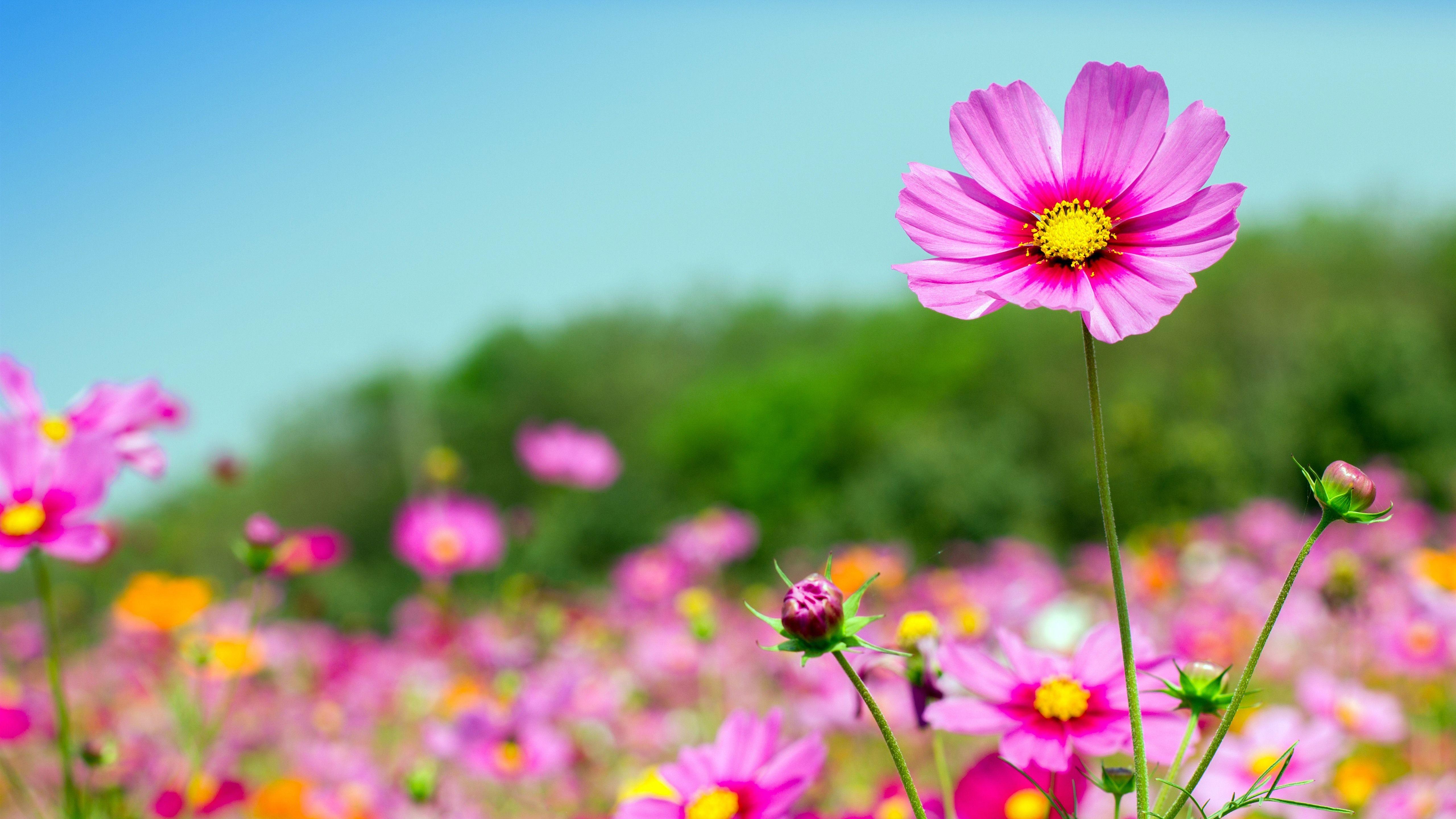 5K Flower Wallpapers - Top Free 5K Flower Backgrounds - WallpaperAccess