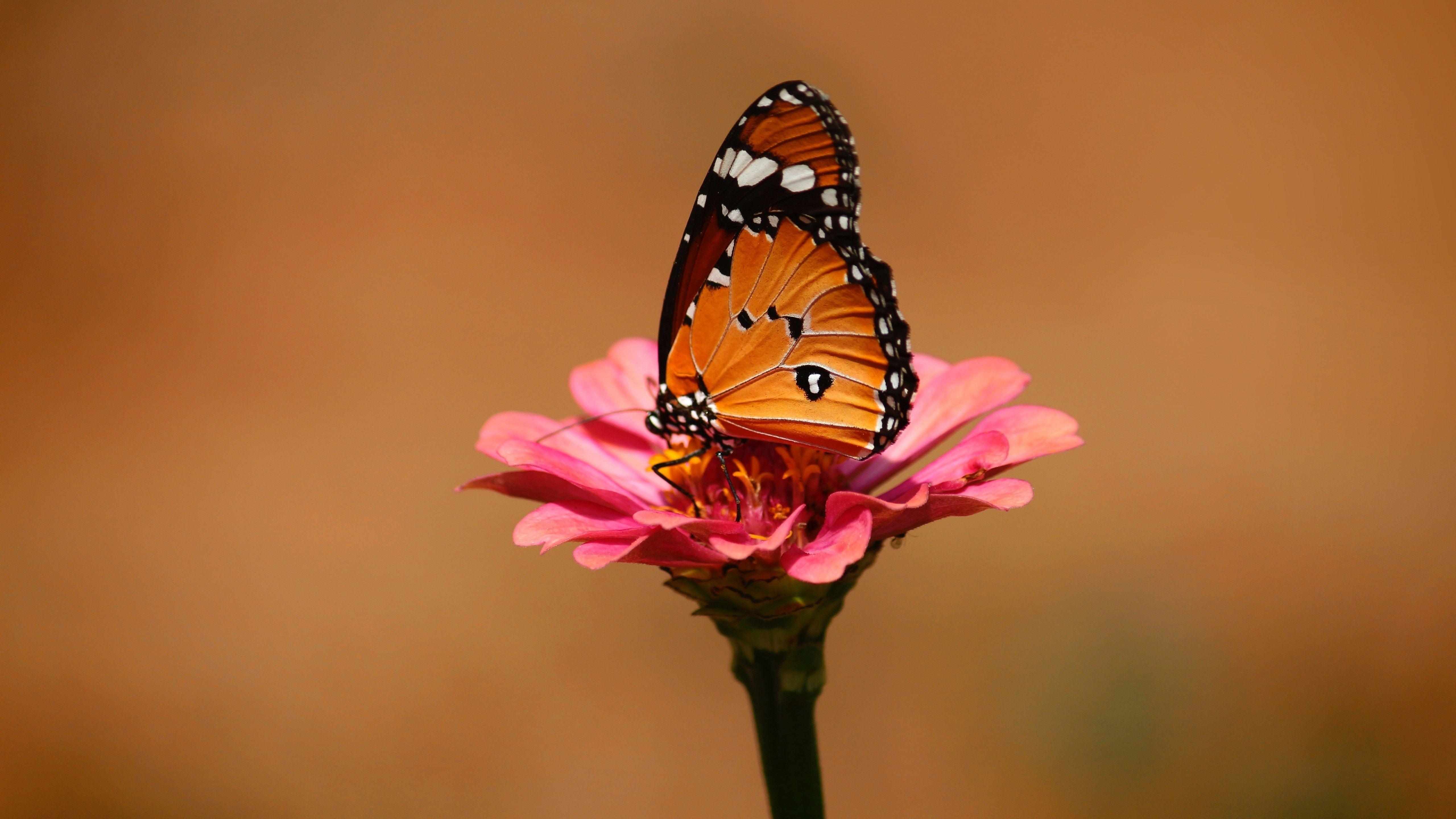 5K Flower Wallpapers - Top Free 5K Flower Backgrounds - WallpaperAccess