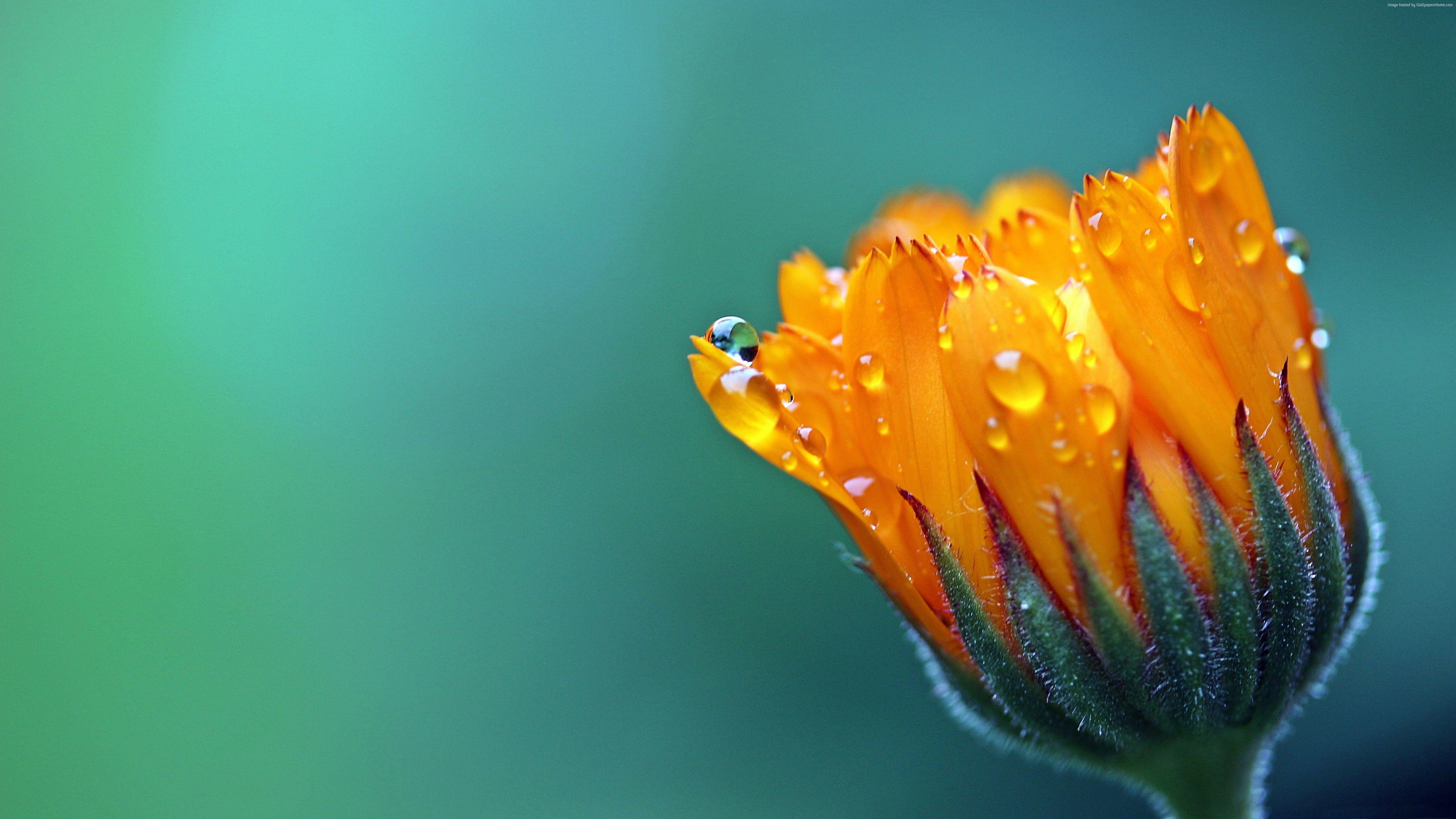 5K Flower Wallpapers - Top Free 5K Flower Backgrounds - WallpaperAccess