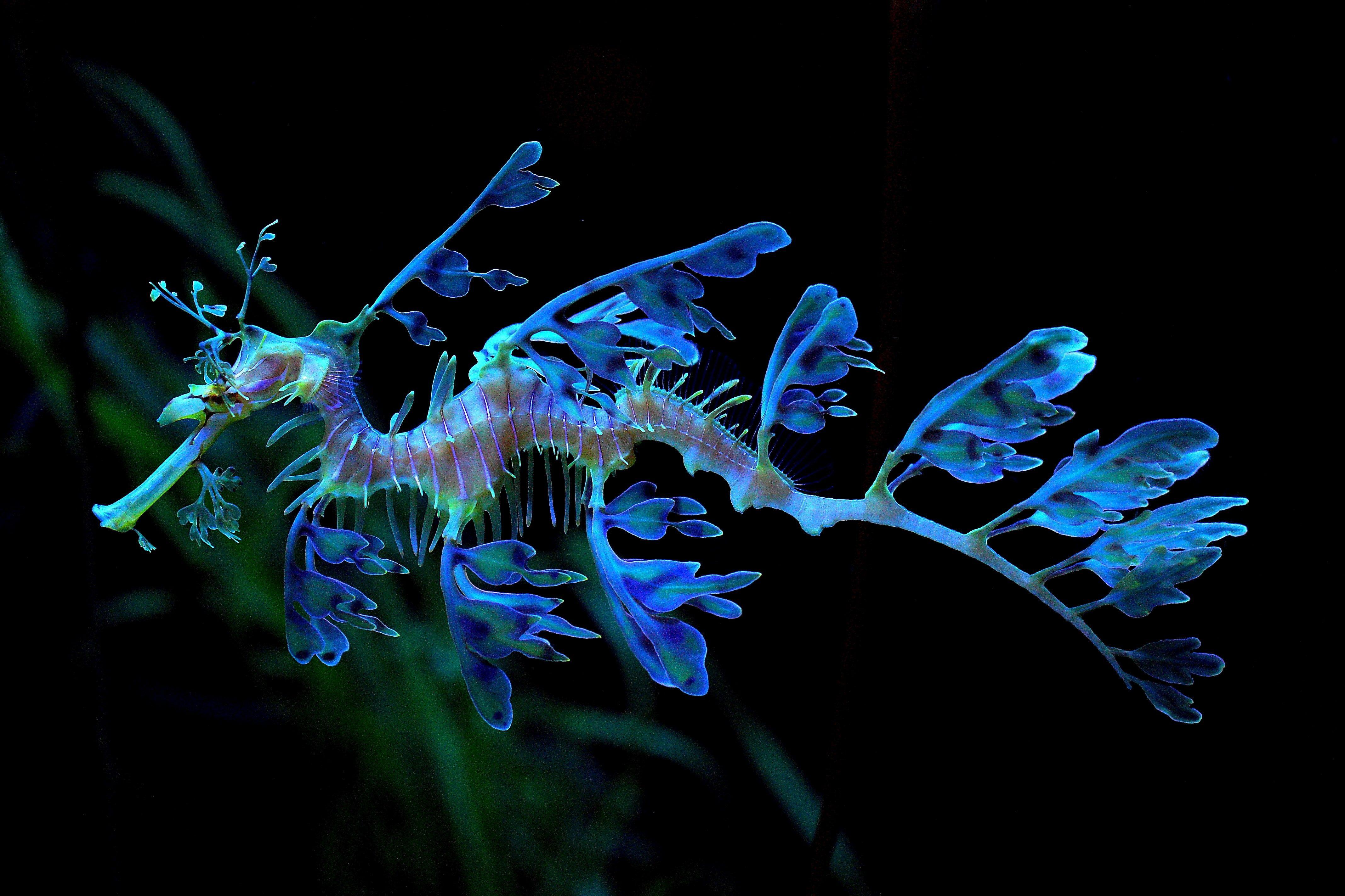 Ocean Dragon Wallpapers - Top Free Ocean Dragon Backgrounds ...