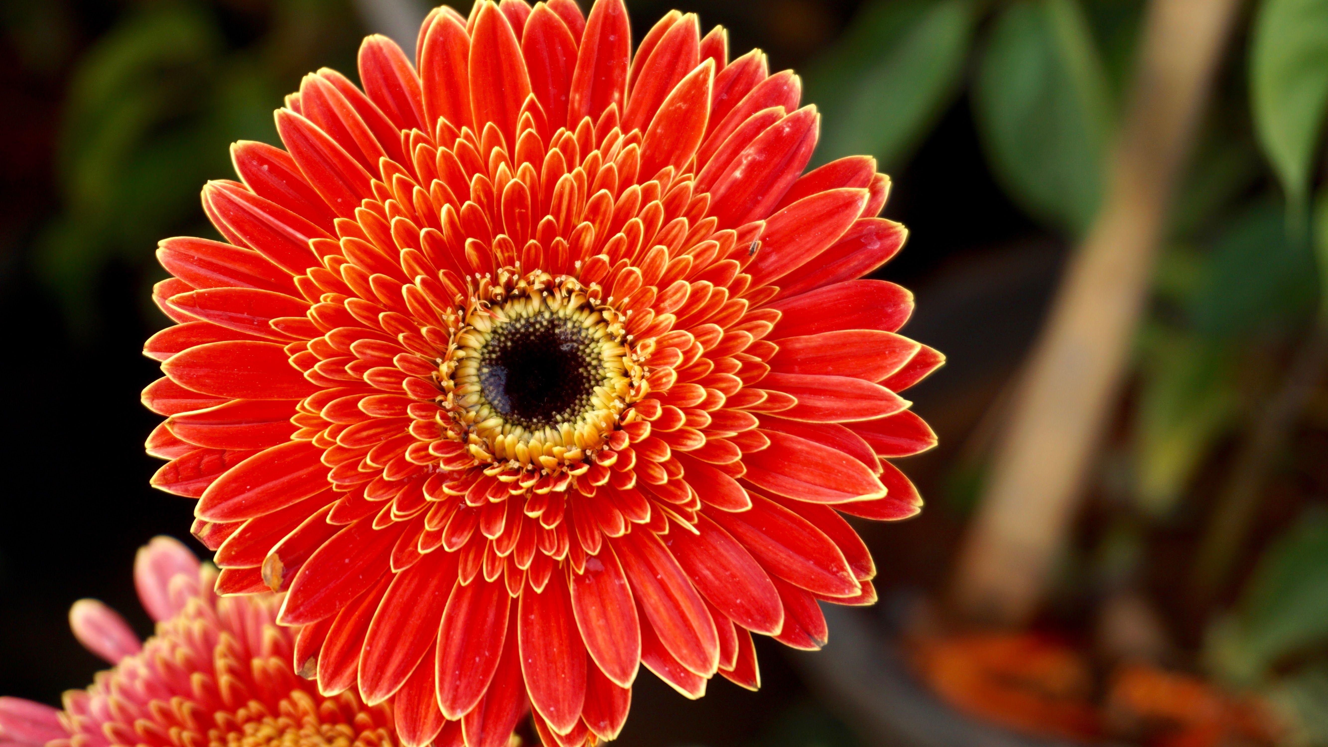 Orange Flower Desktop Wallpapers - Top Free Orange Flower Desktop ...