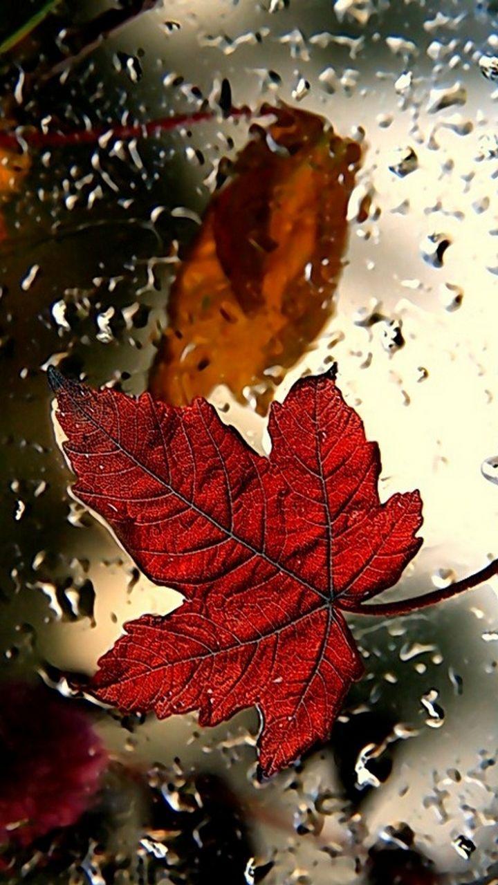 Fall Rain Wallpapers - Top Free Fall Rain Backgrounds - WallpaperAccess