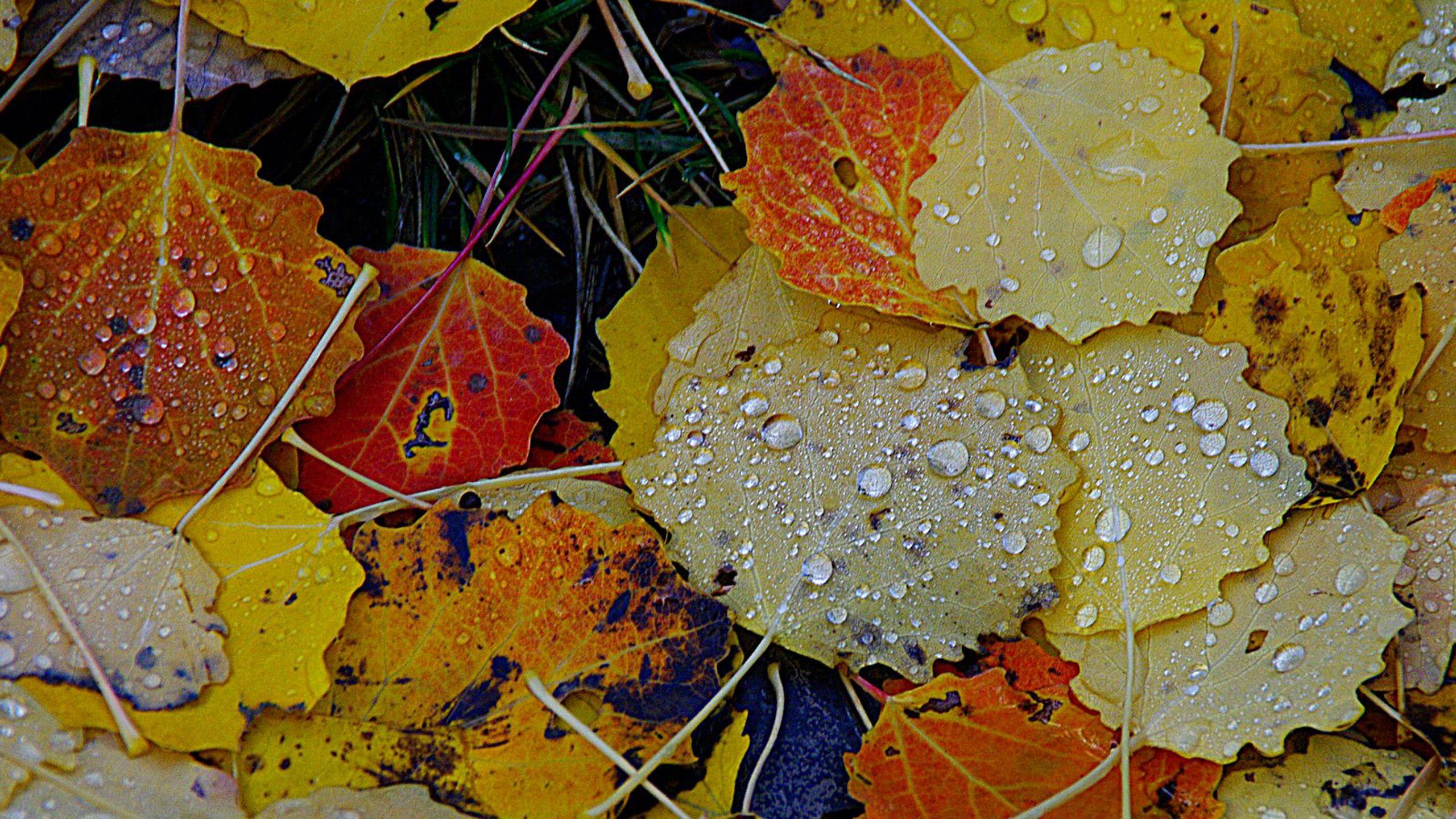 Autumn Rain Desktop Wallpapers - Top Free Autumn Rain Desktop ...