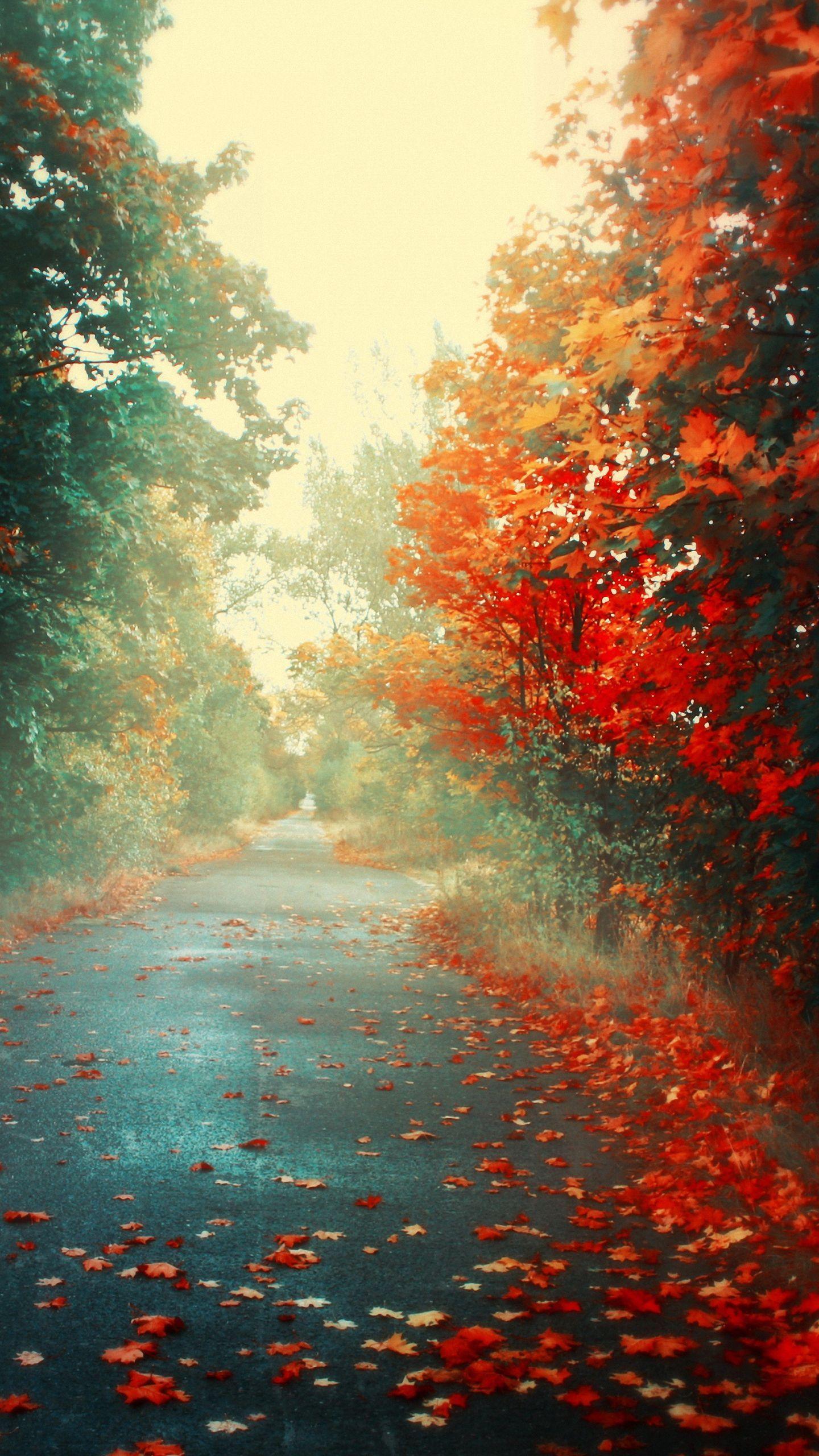 Autumn Rain Phone Wallpapers - Top Free Autumn Rain Phone Backgrounds ...
