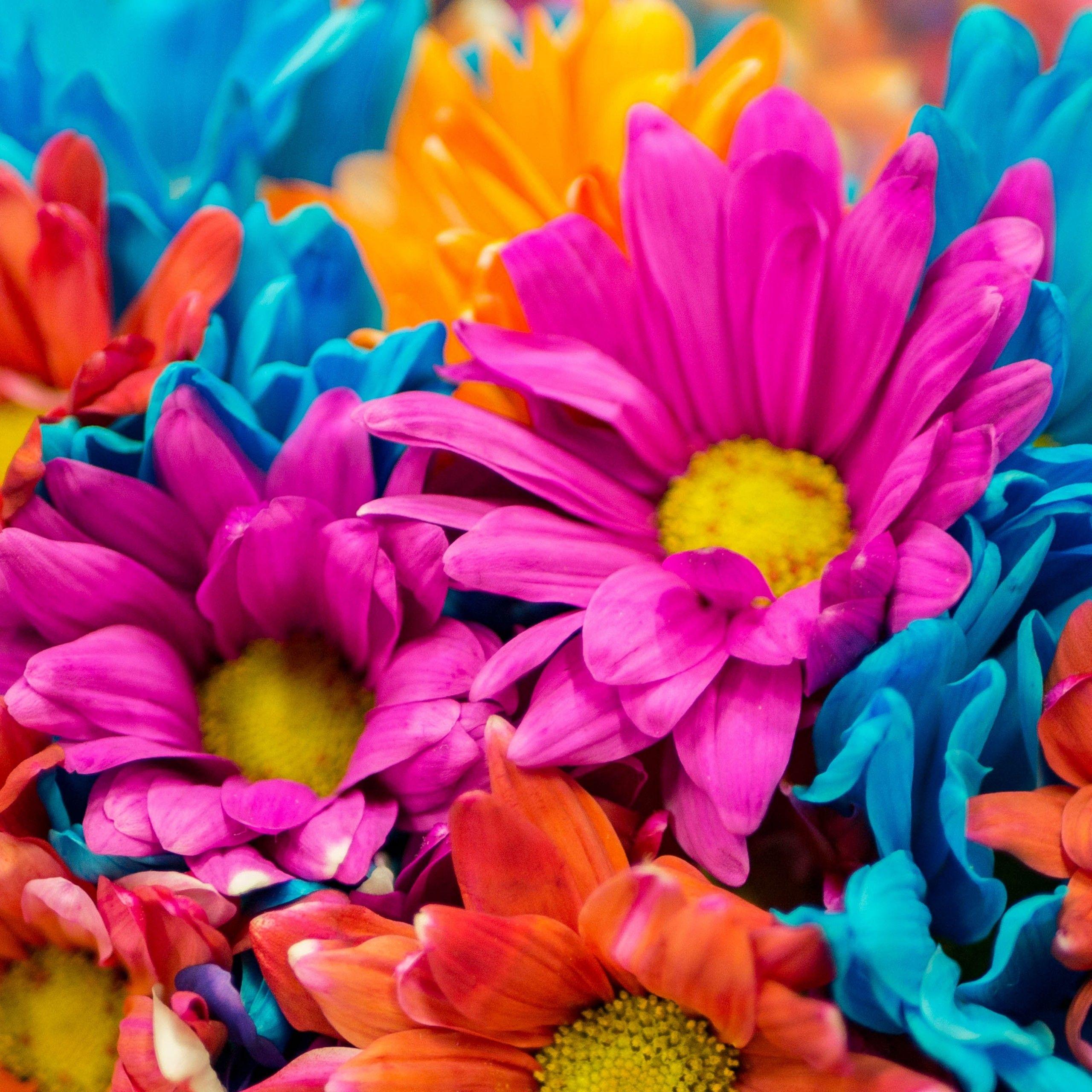 Colorful Flower Wallpapers - Top Free Colorful Flower Backgrounds ...