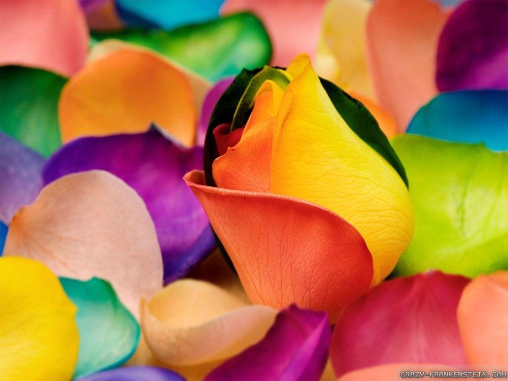Colorful Flower Wallpapers - Top Free Colorful Flower Backgrounds ...