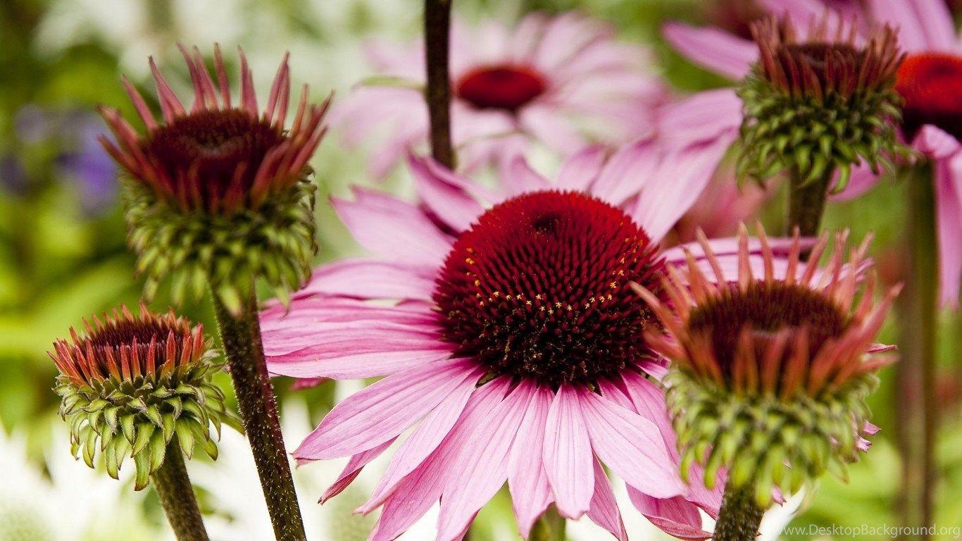 Computer Flower Wallpapers - Top Free Computer Flower Backgrounds ...