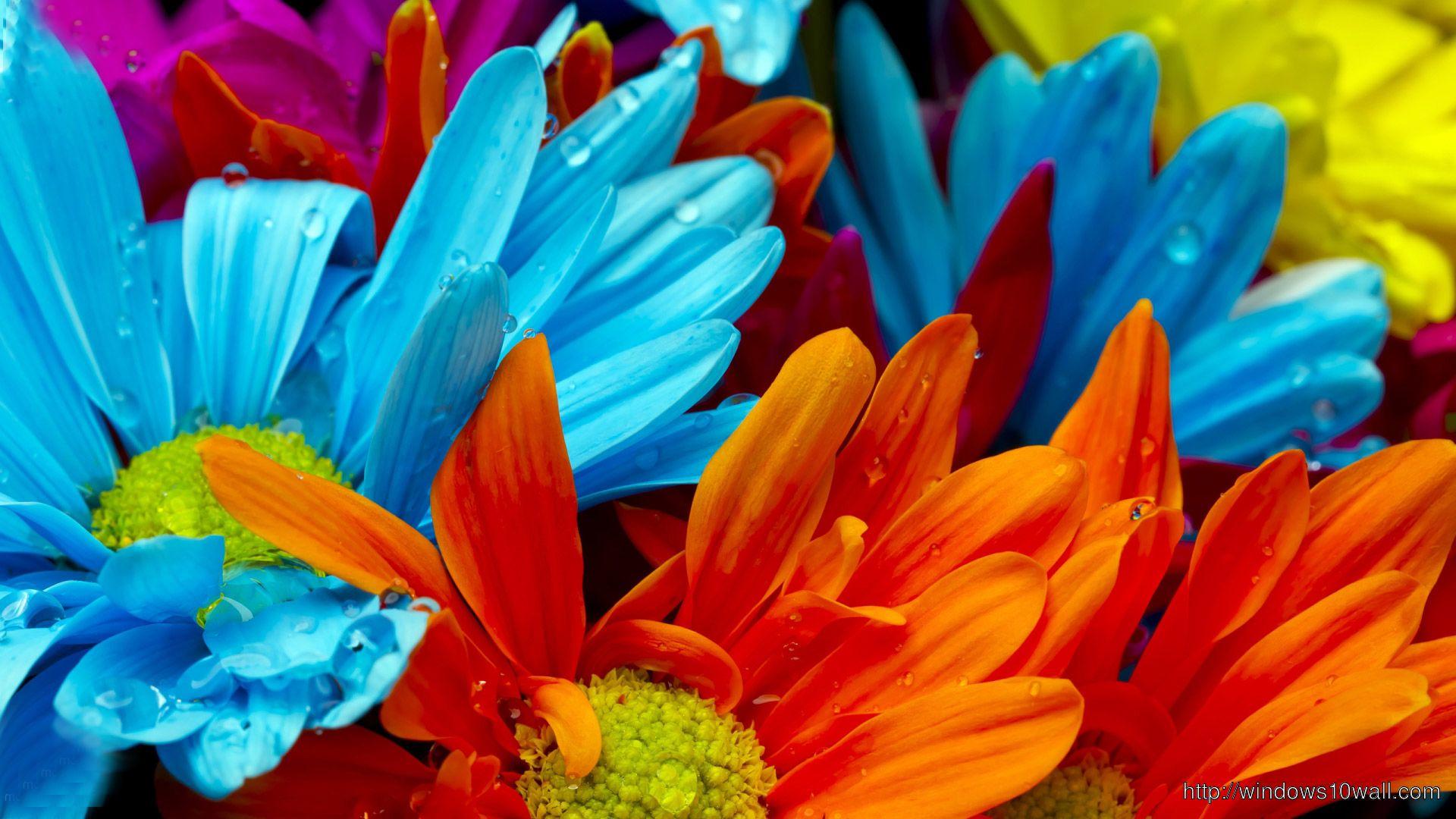 Colorful Flower Wallpapers - Top Free Colorful Flower Backgrounds ...