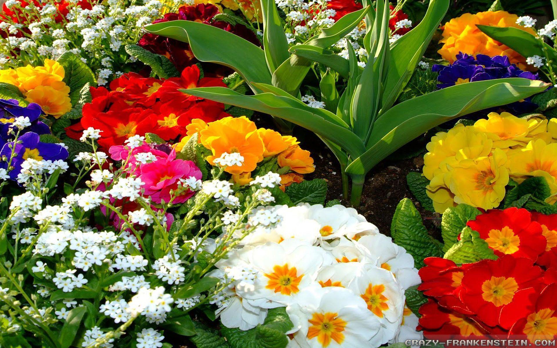 Colorful Flower Wallpapers - Top Free Colorful Flower Backgrounds ...