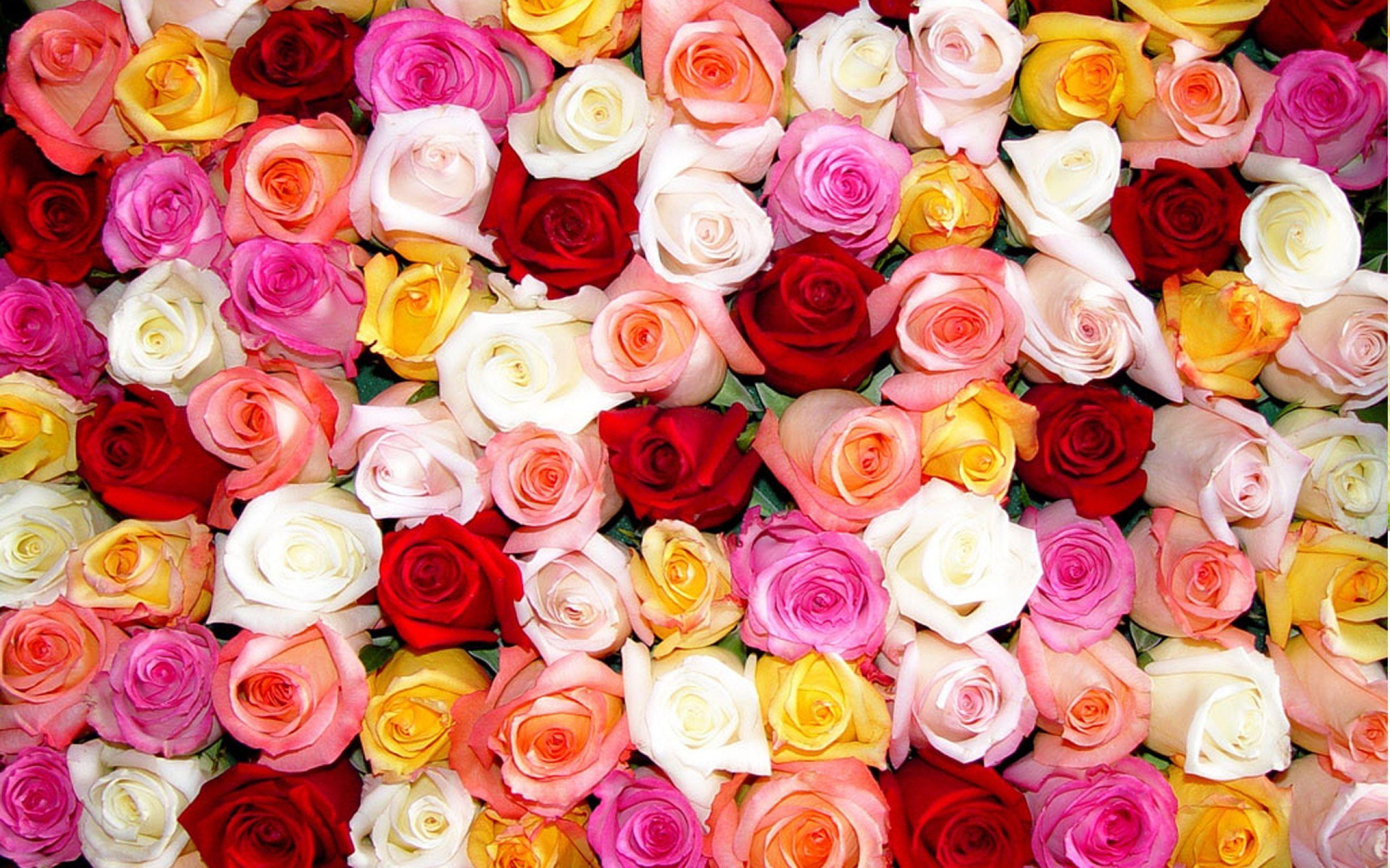 Colorful Flower Wallpapers - Top Free Colorful Flower Backgrounds ...