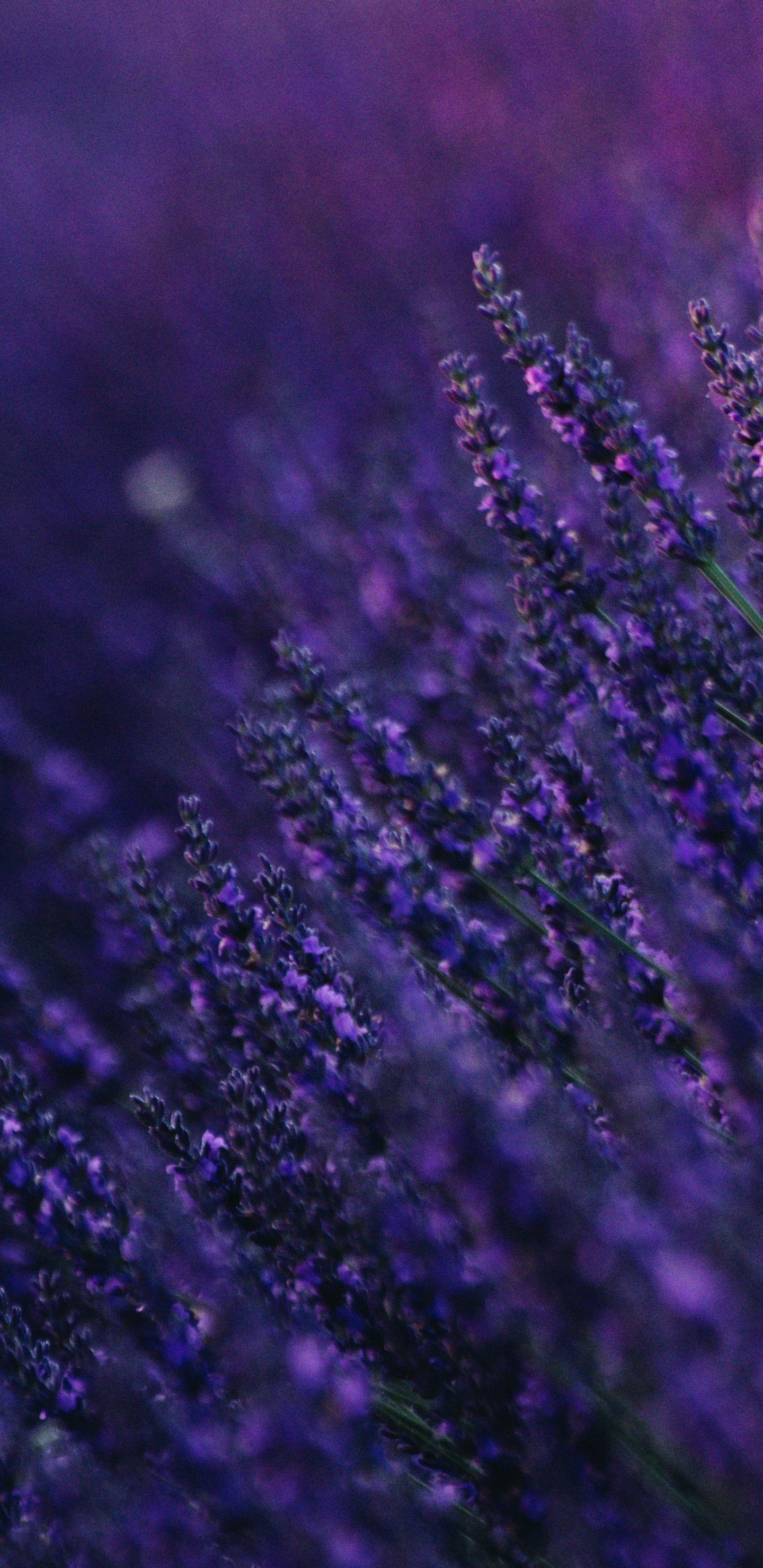 Samsung S9 Flowers Wallpapers - Top Free Samsung S9 Flowers Backgrounds ...