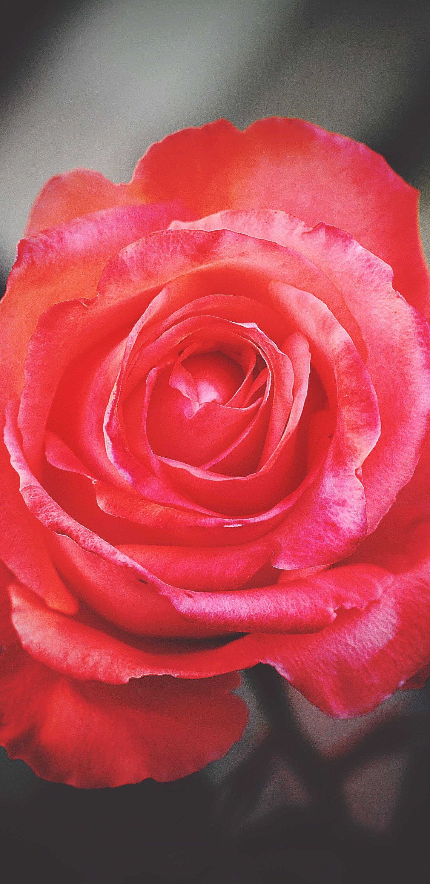 Samsung S9 Flowers Wallpapers - Top Free Samsung S9 Flowers Backgrounds ...