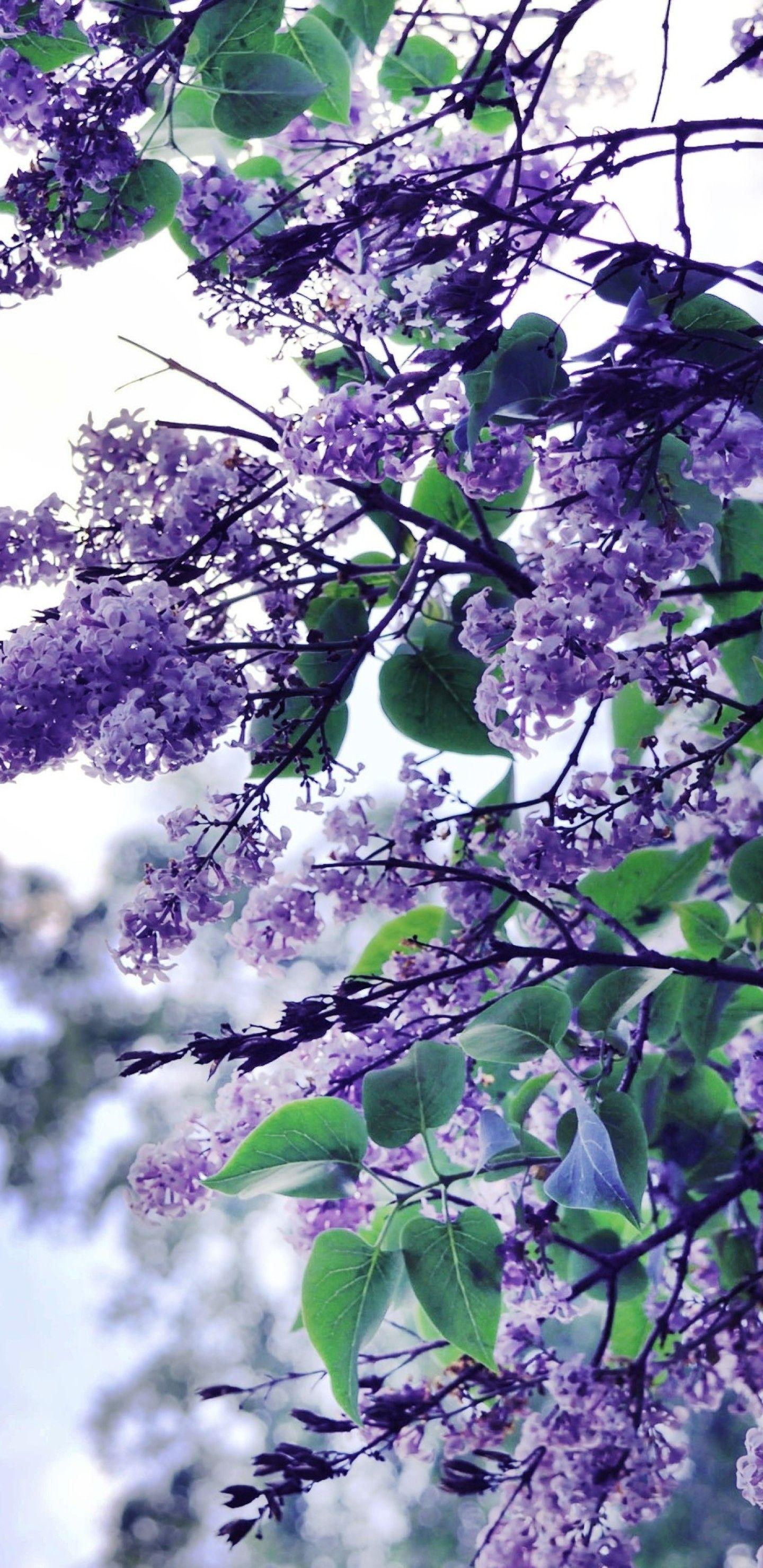 Lilac Flower Wallpapers - Top Free Lilac Flower Backgrounds ...