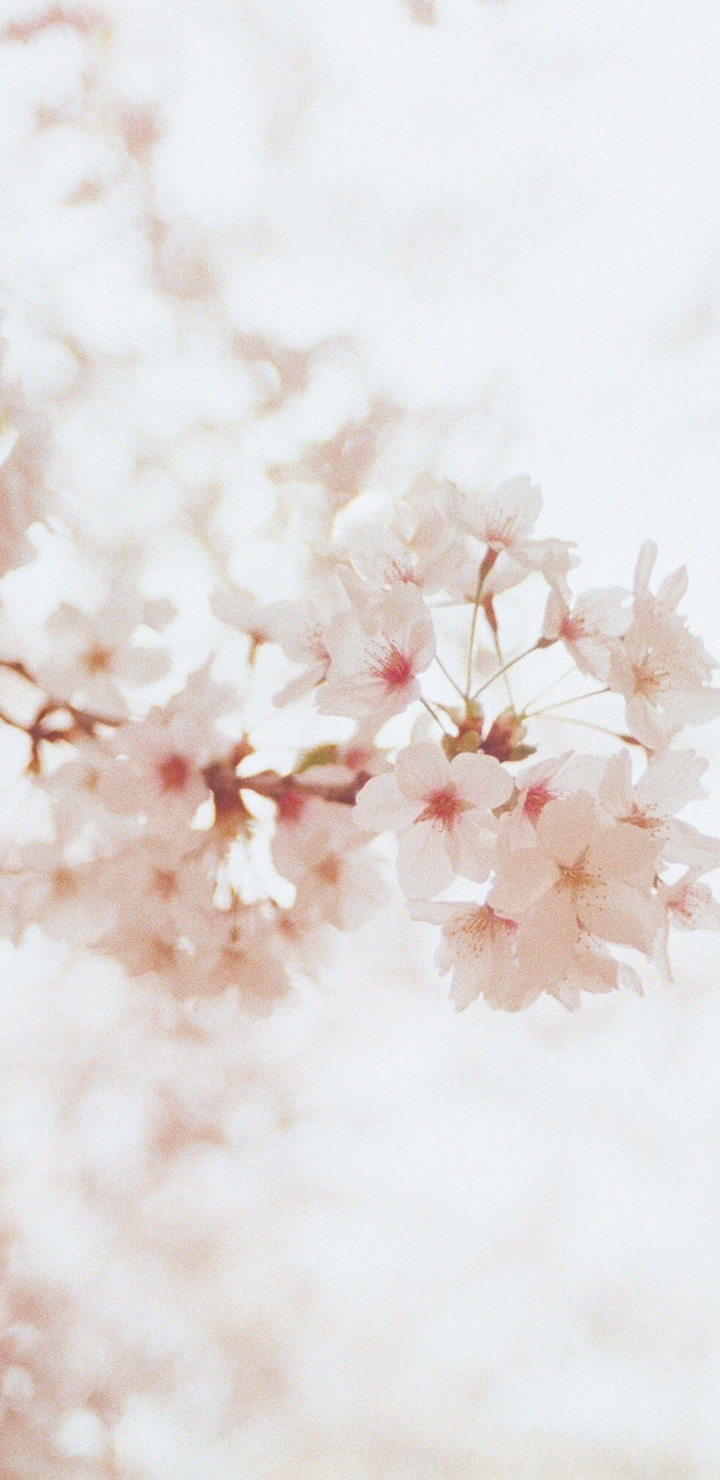 Samsung S9 Flowers Wallpapers - Top Free Samsung S9 Flowers Backgrounds ...