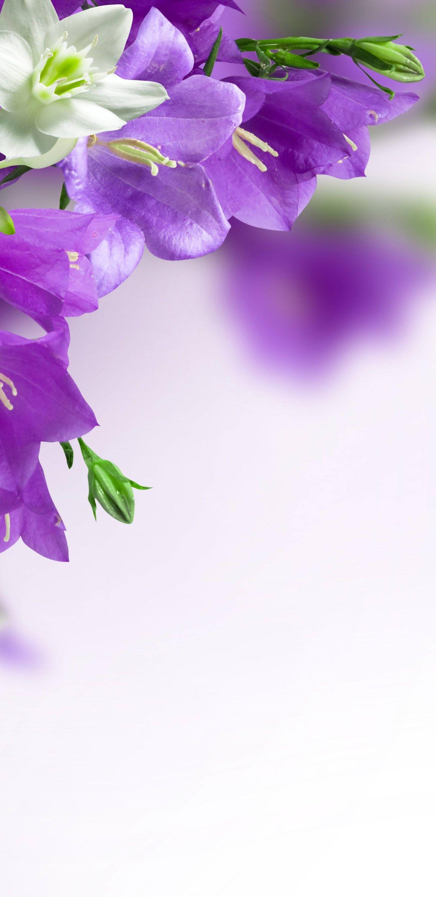 Samsung S9 Flowers Wallpapers - Top Free Samsung S9 Flowers Backgrounds ...