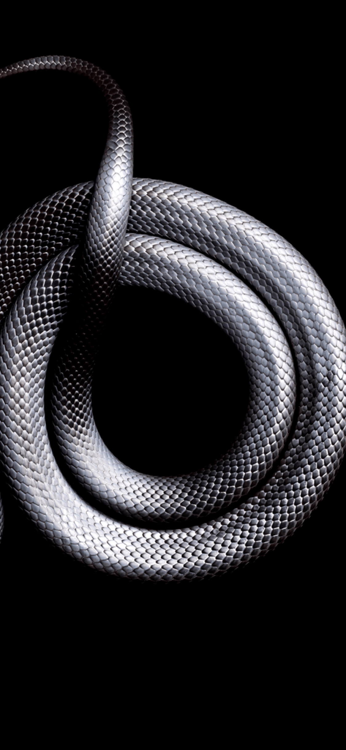 Snake iPhone Wallpapers - Top Free Snake iPhone Backgrounds ...
